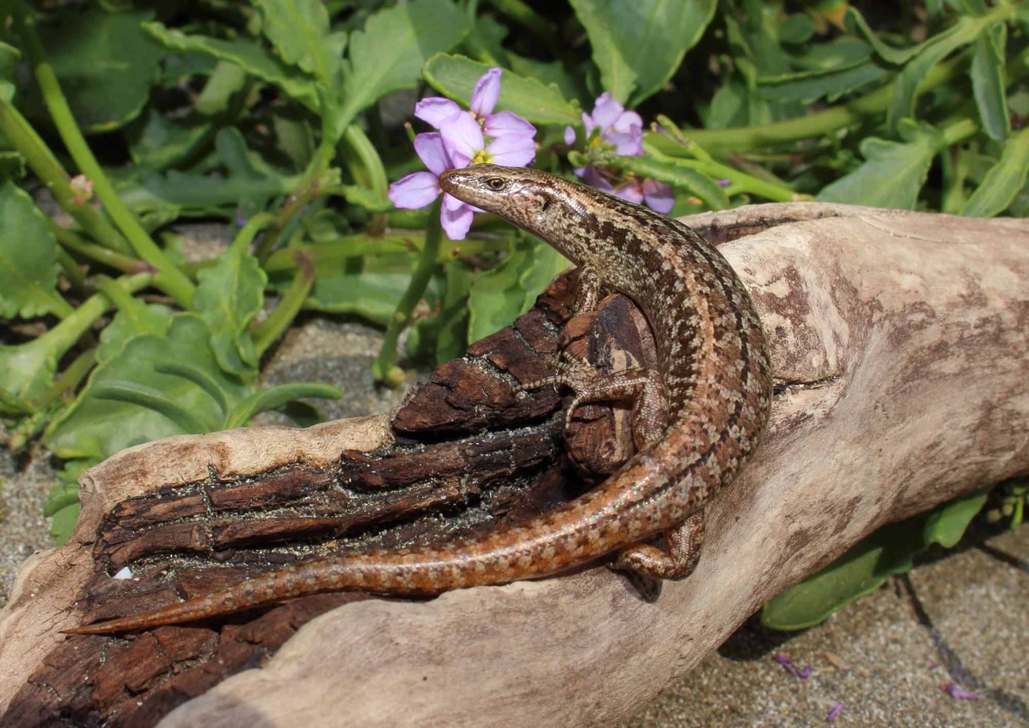 Oligosoma smithi | NZHS