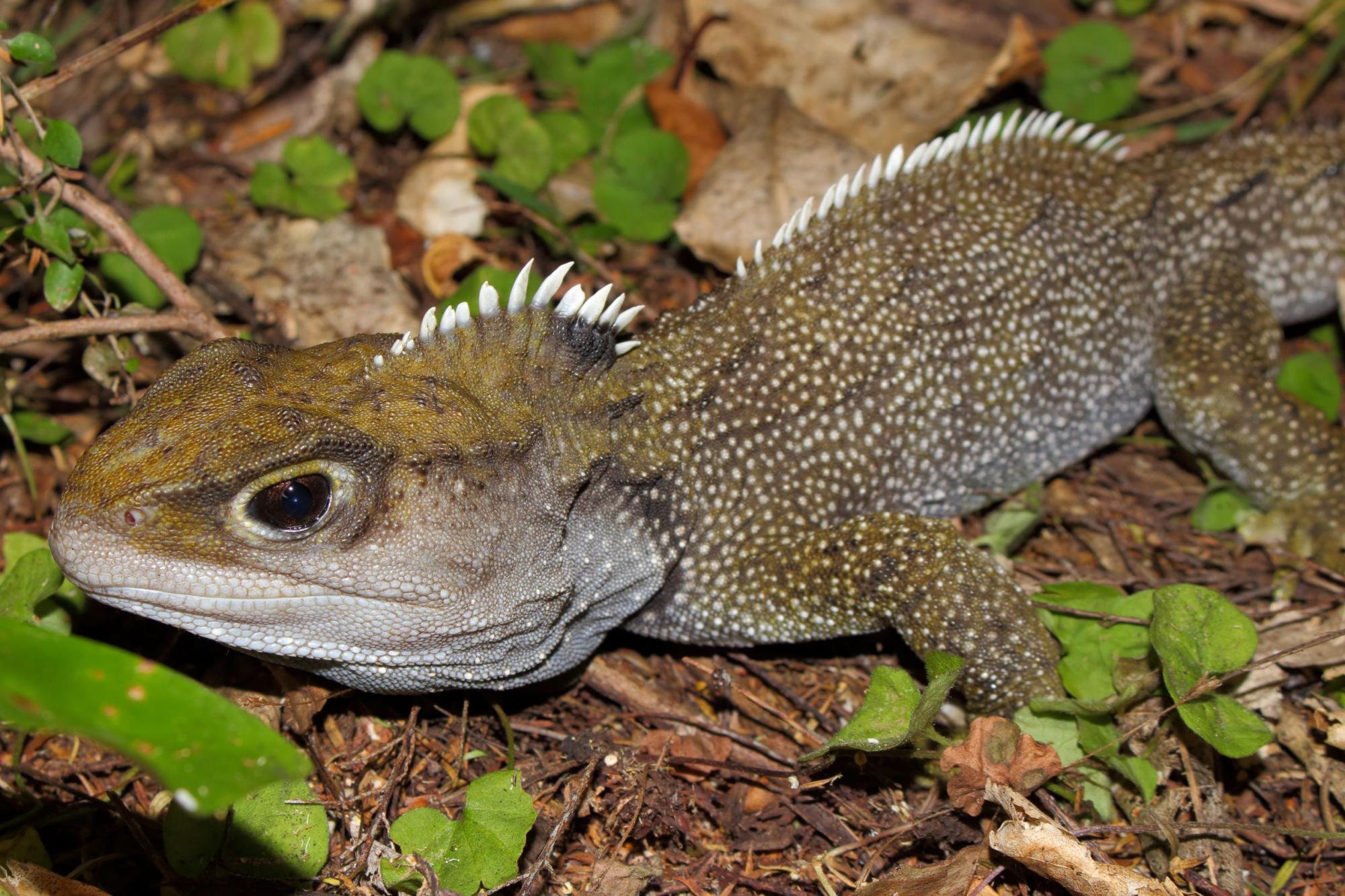 Sphenodon punctatus | NZHS