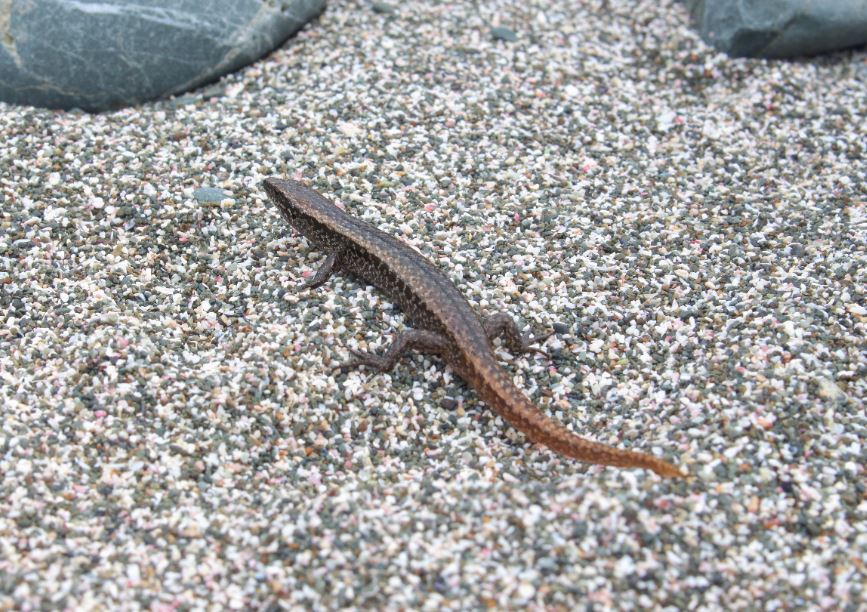 Oligosoma smithi | NZHS