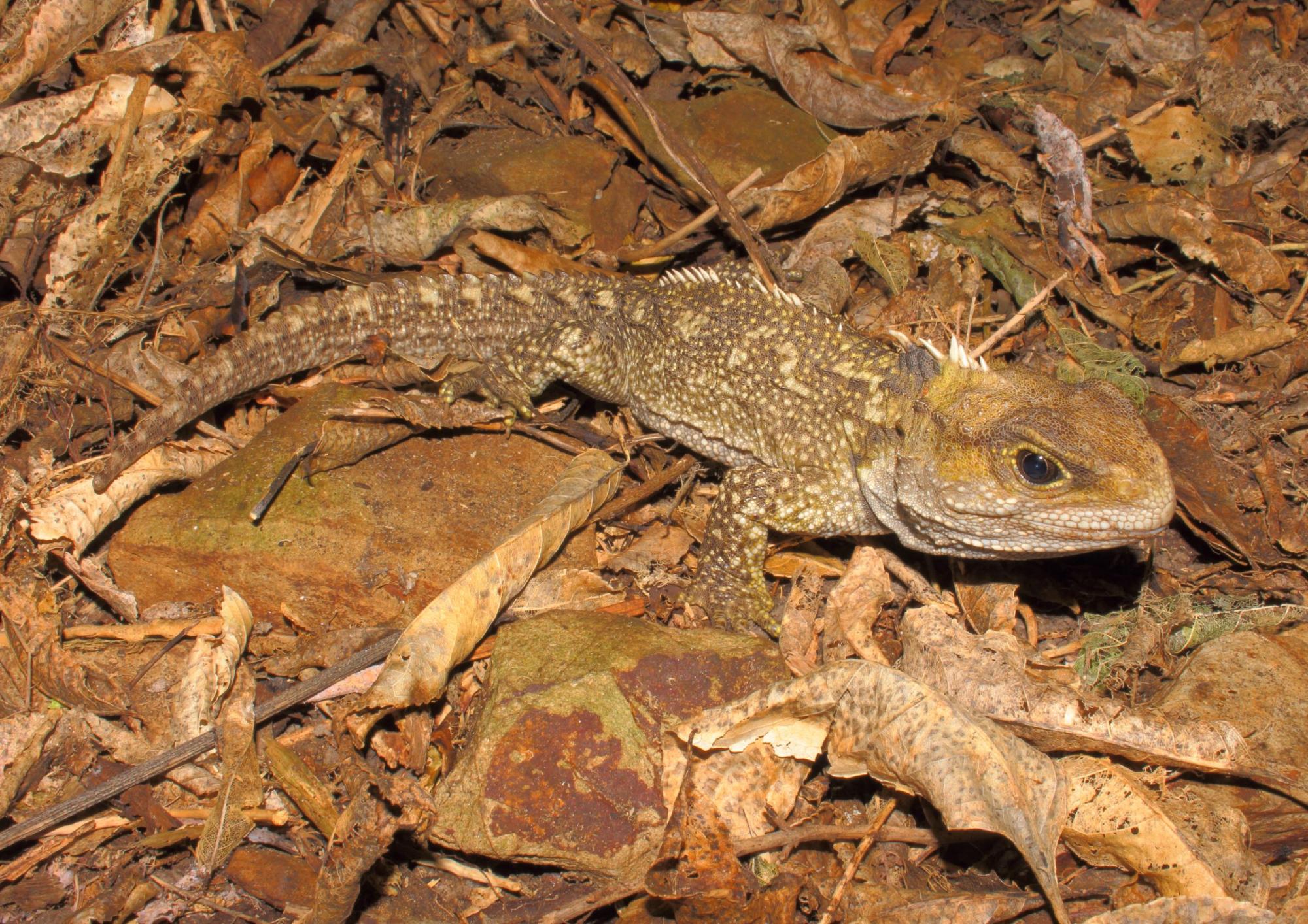 Sphenodon punctatus | NZHS