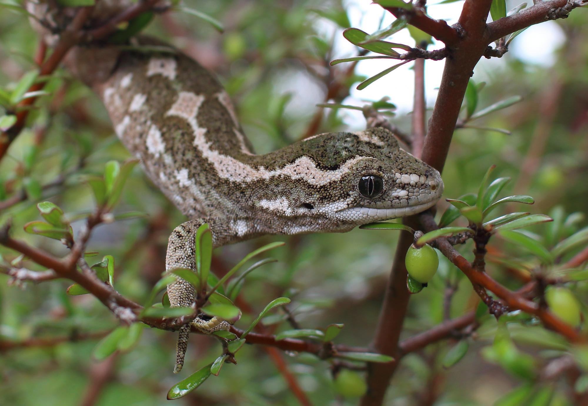 Naultinus gemmeus | NZHS
