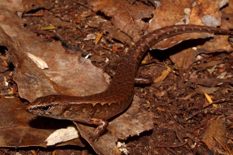 Oligosoma ornatum | NZHS