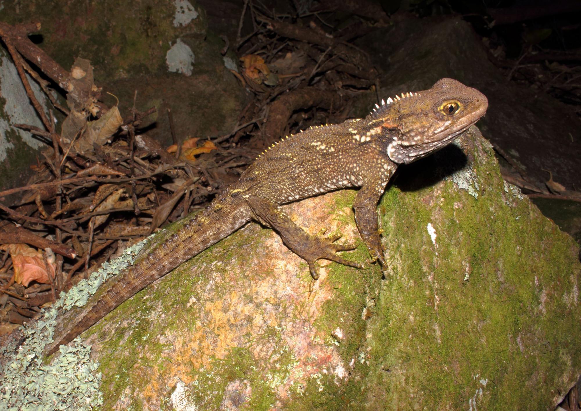 Sphenodon punctatus | NZHS