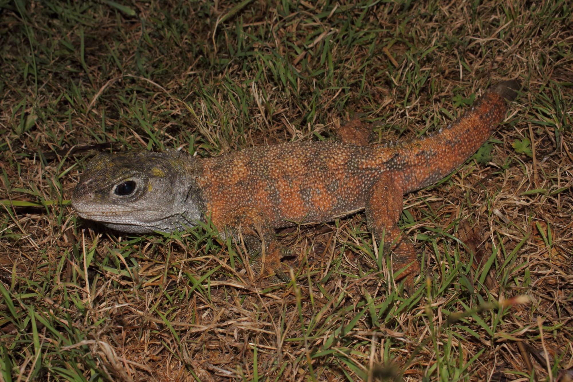 Sphenodon punctatus | NZHS
