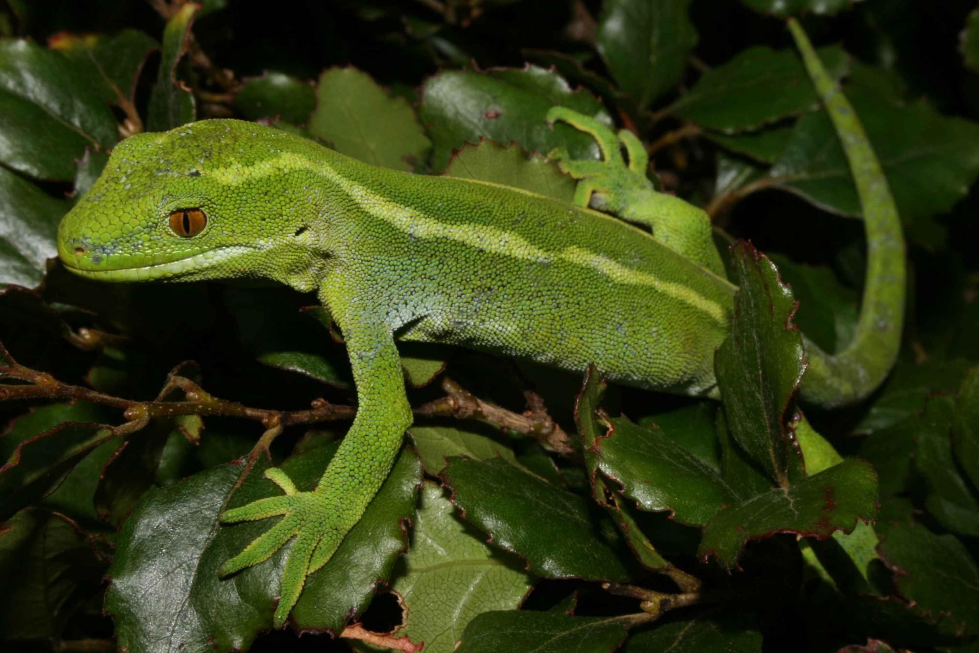 Naultinus punctatus | NZHS