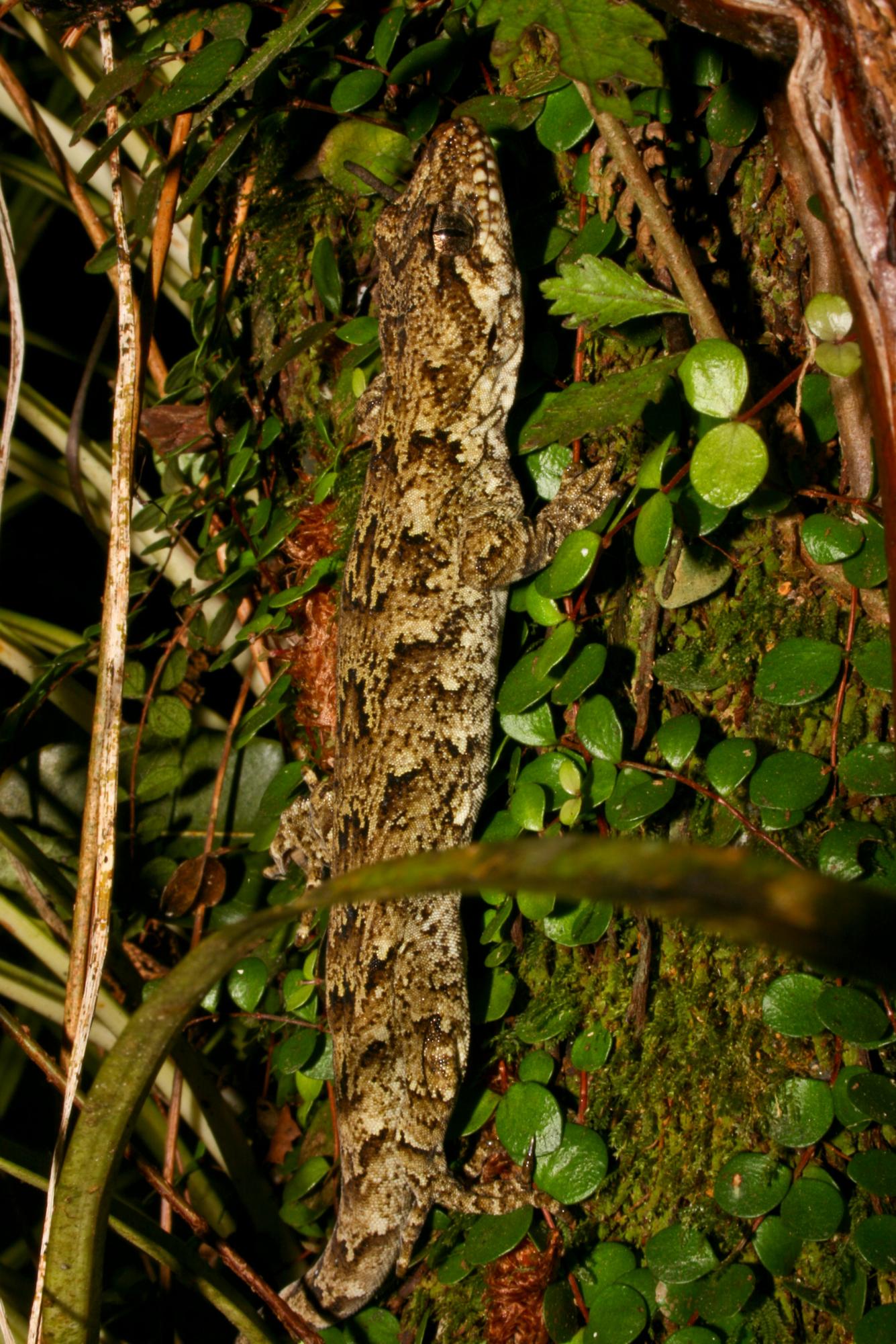 Mokopirirakau granulatus | NZHS