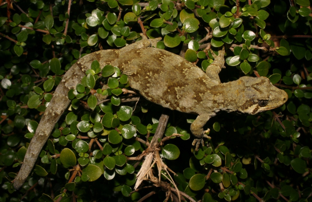 Mokopirirakau "southern North Island" | NZHS