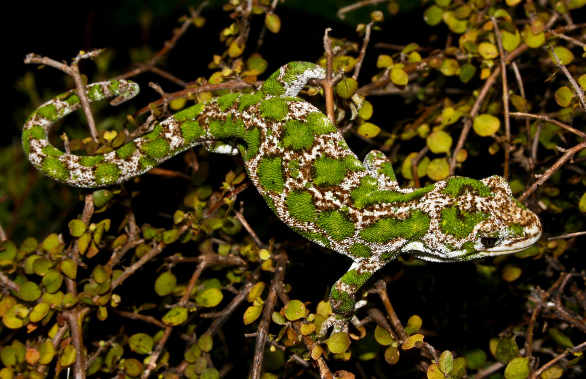 Naultinus stellatus | NZHS