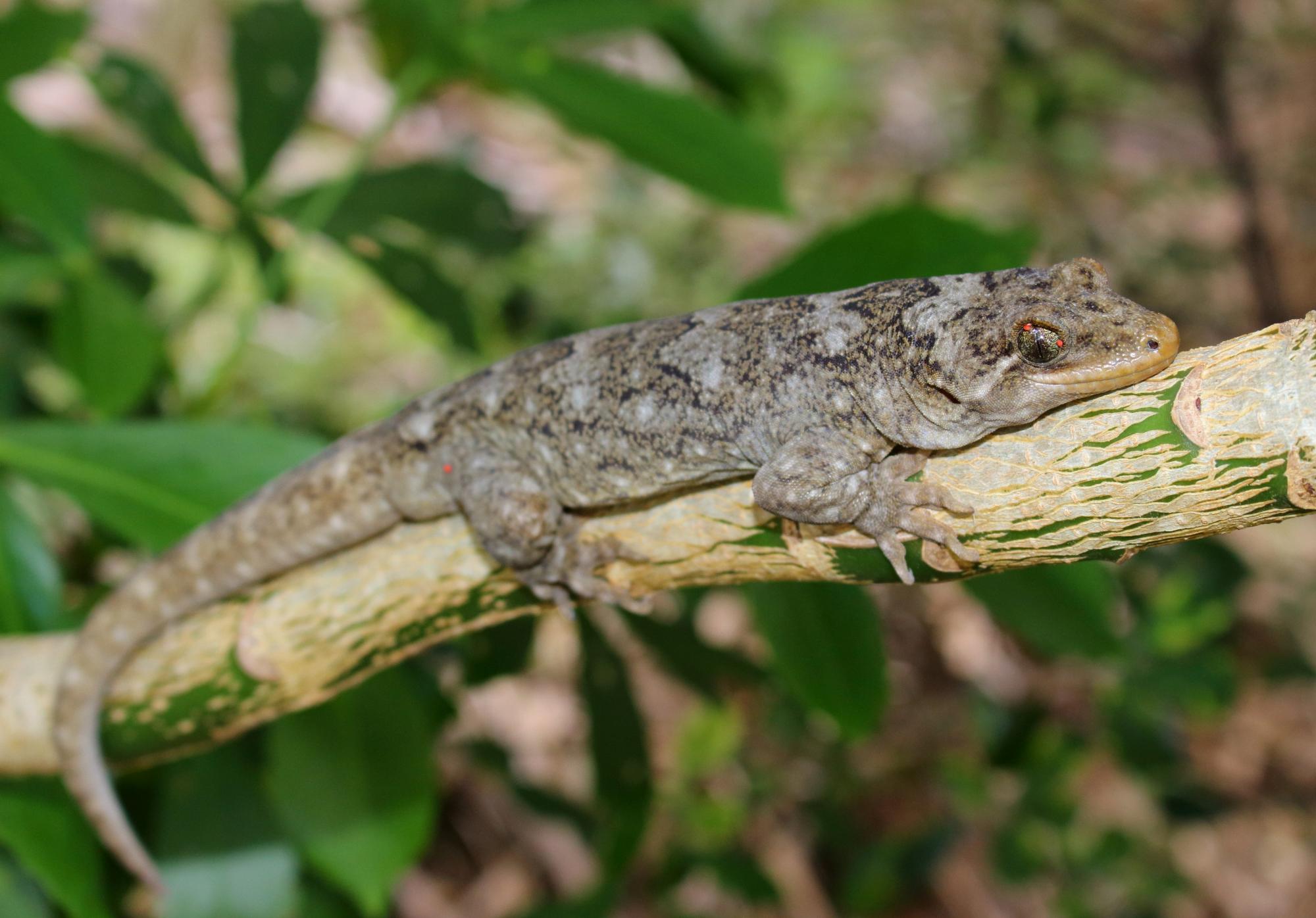 Hoplodactylus duvaucelii | NZHS