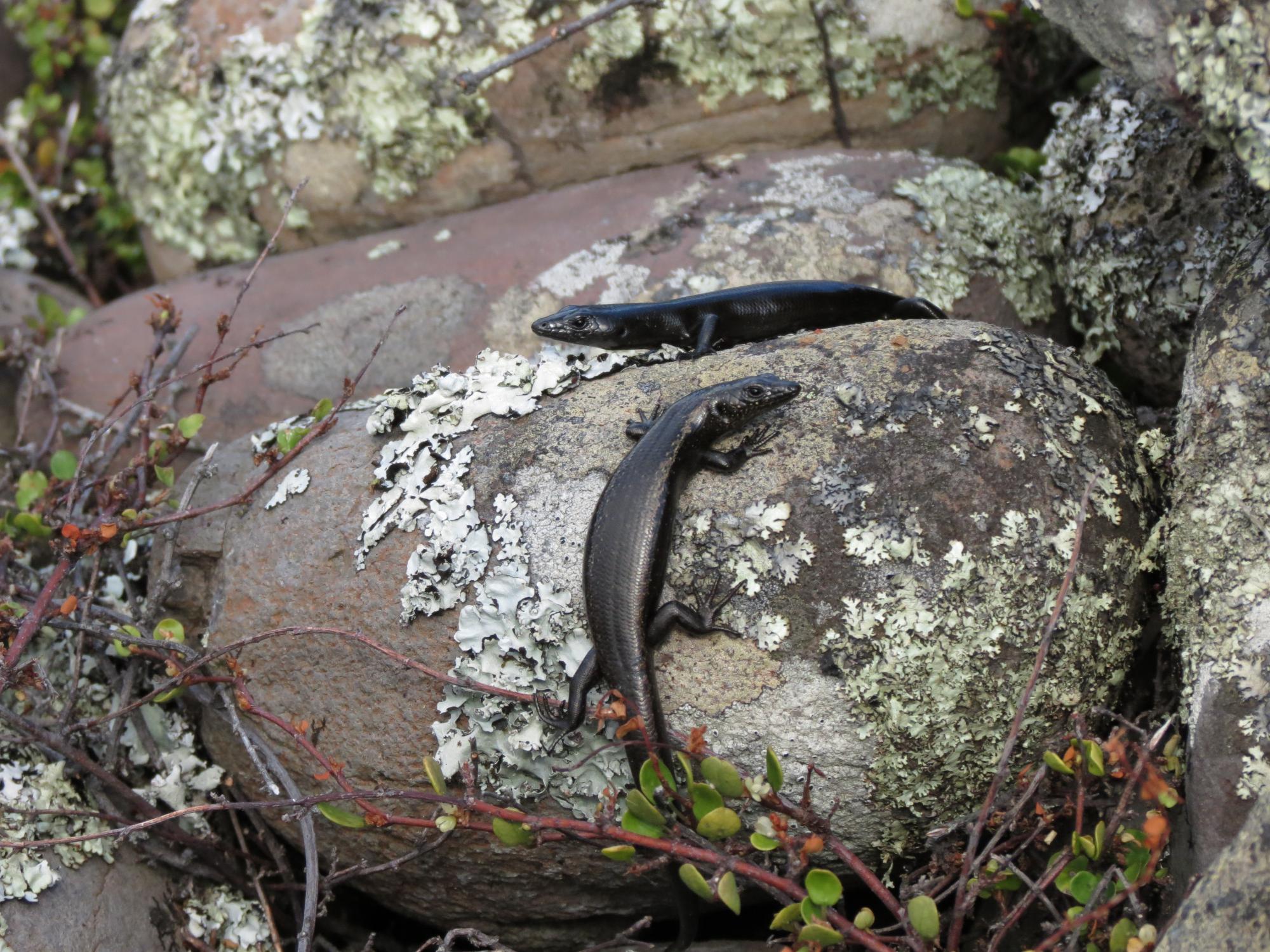 Oligosoma smithi | NZHS