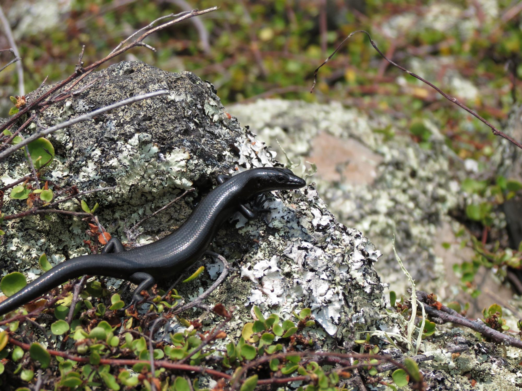 Oligosoma smithi | NZHS