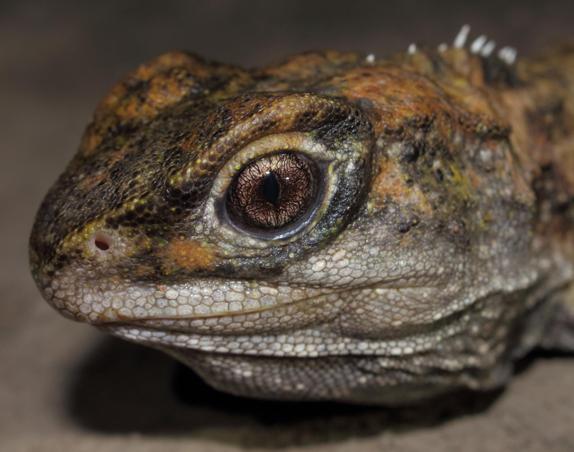 Sphenodon punctatus | NZHS