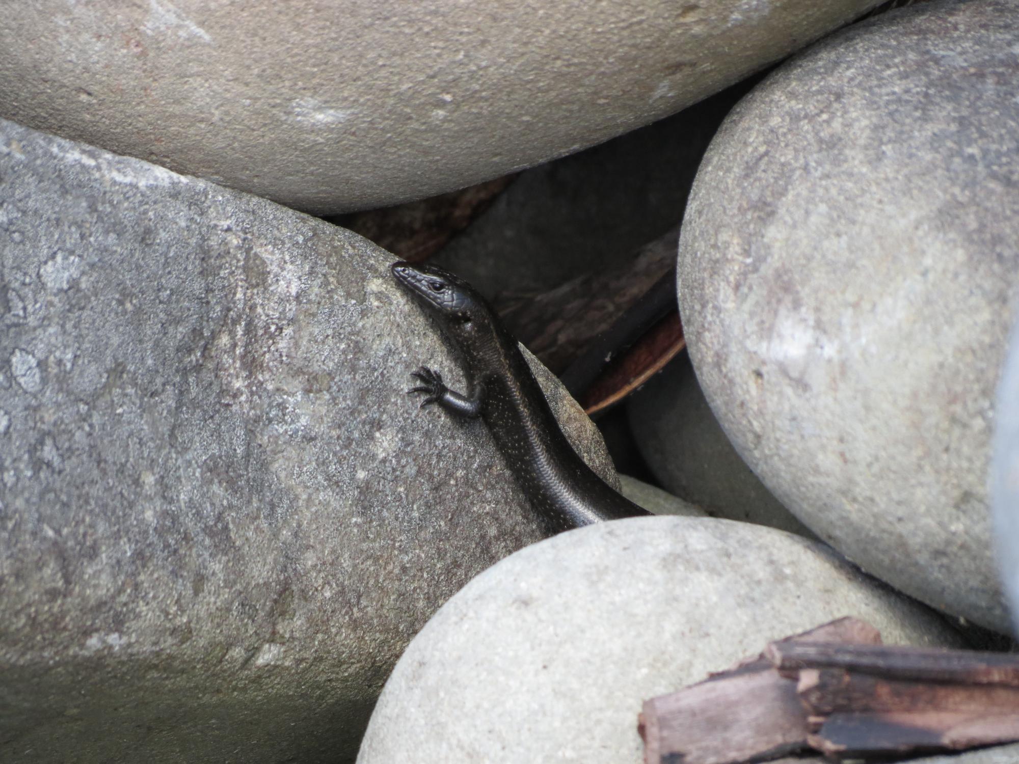 Oligosoma smithi | NZHS
