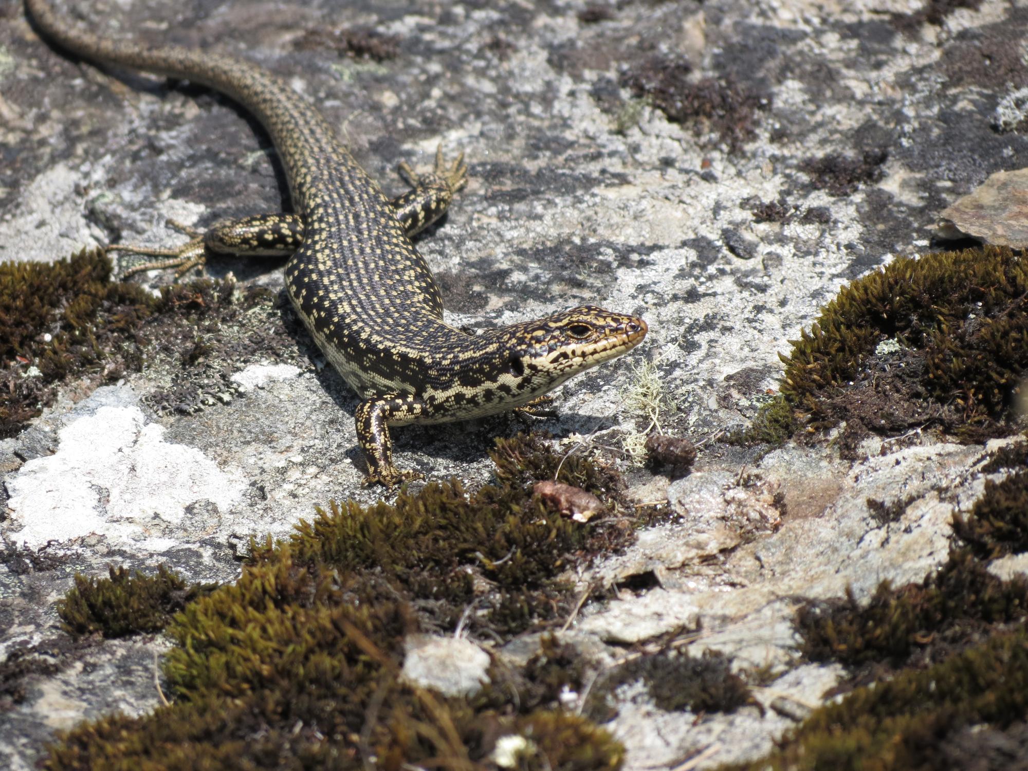 Oligosoma grande | NZHS