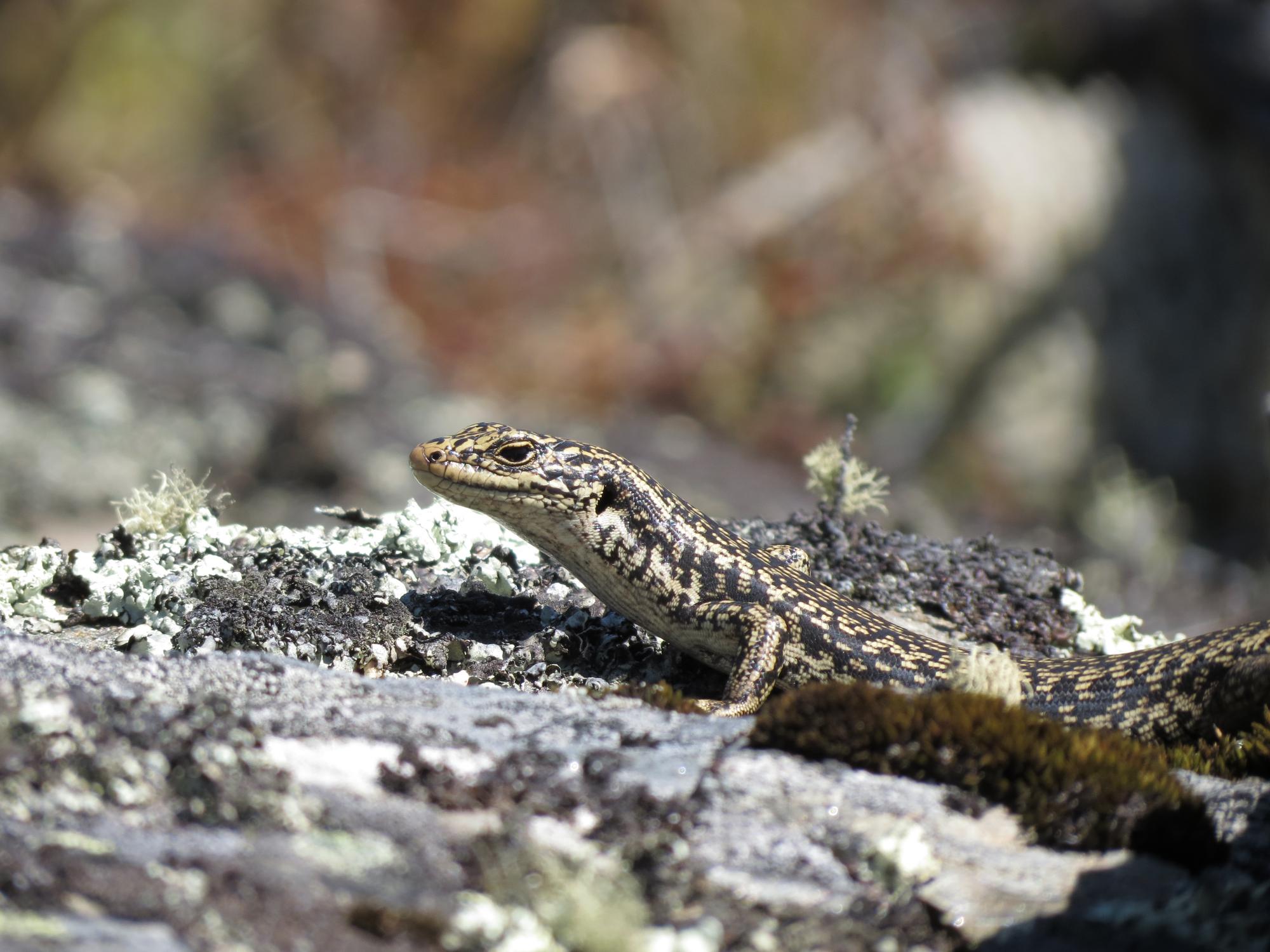 Oligosoma grande | NZHS
