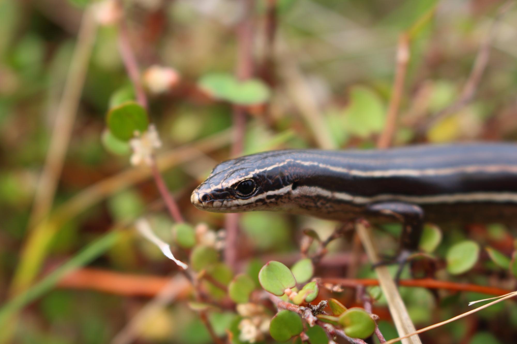 Oligosoma moco | NZHS