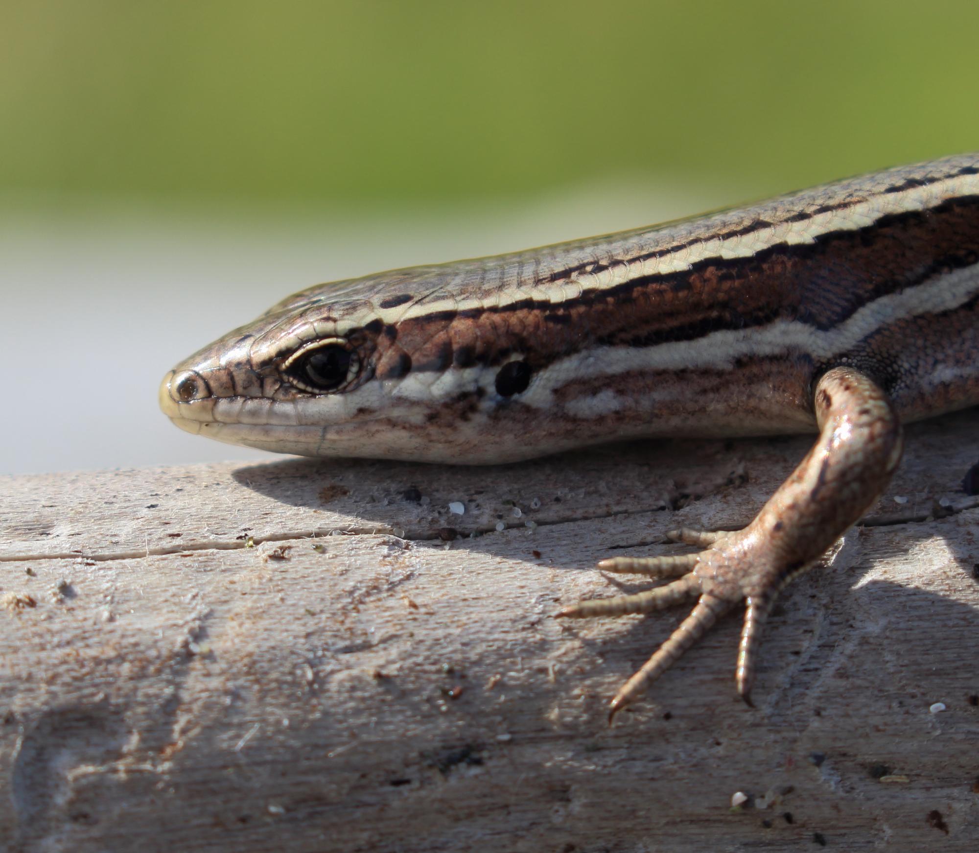 Oligosoma moco | NZHS