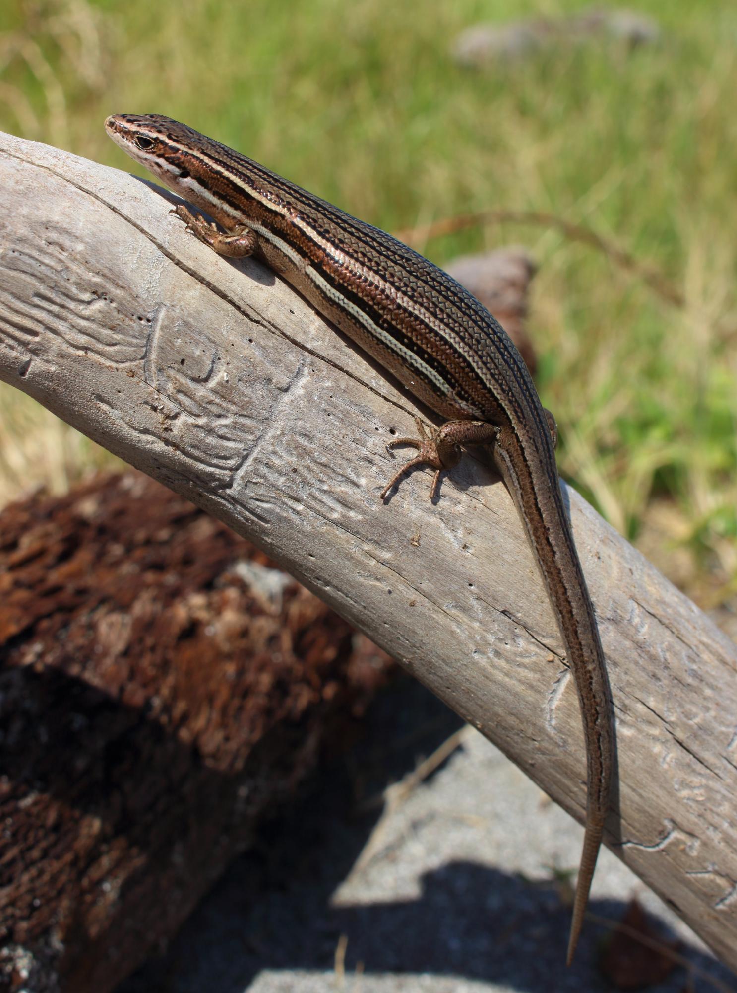 Oligosoma moco | NZHS