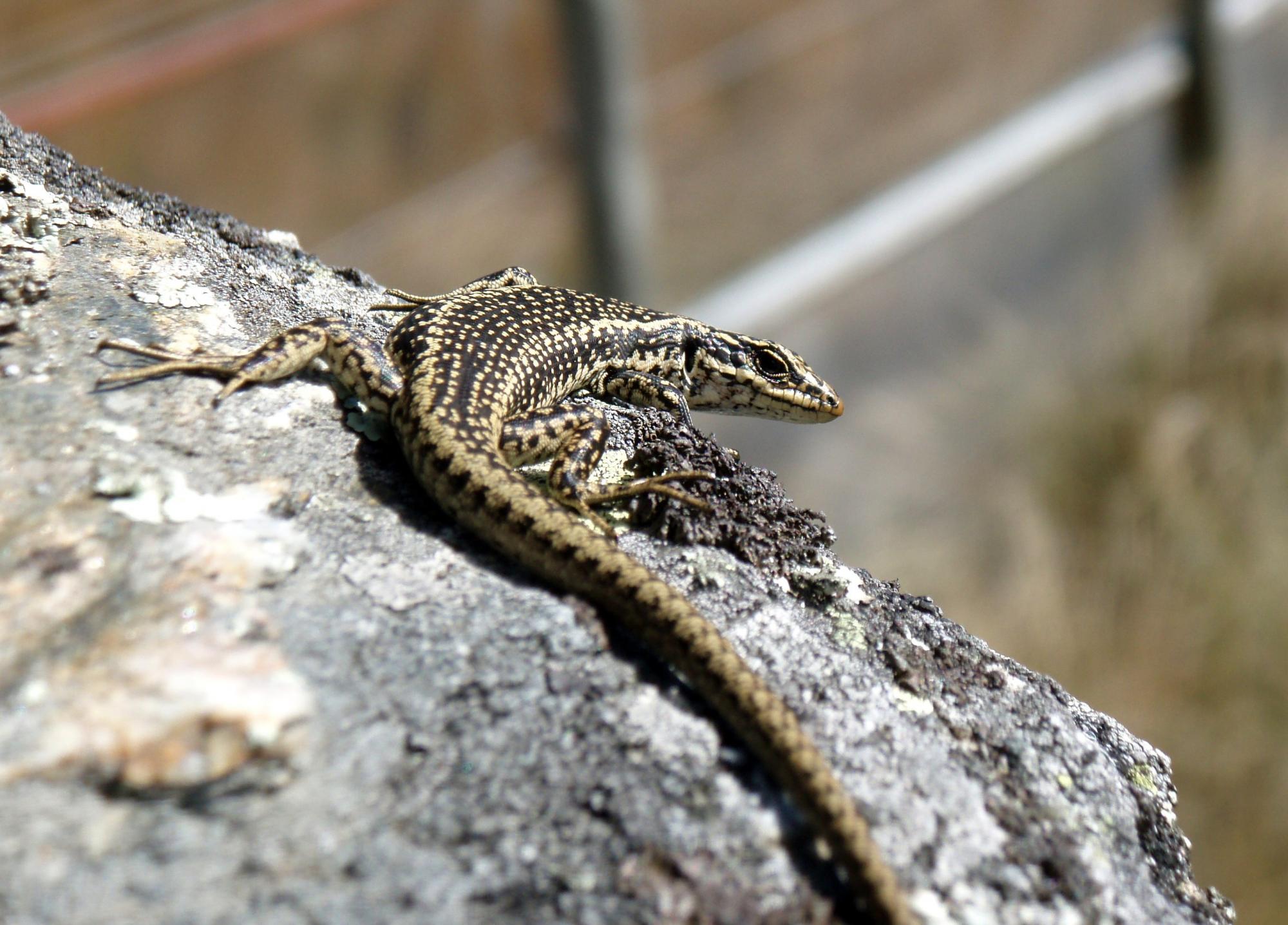 Oligosoma grande | NZHS