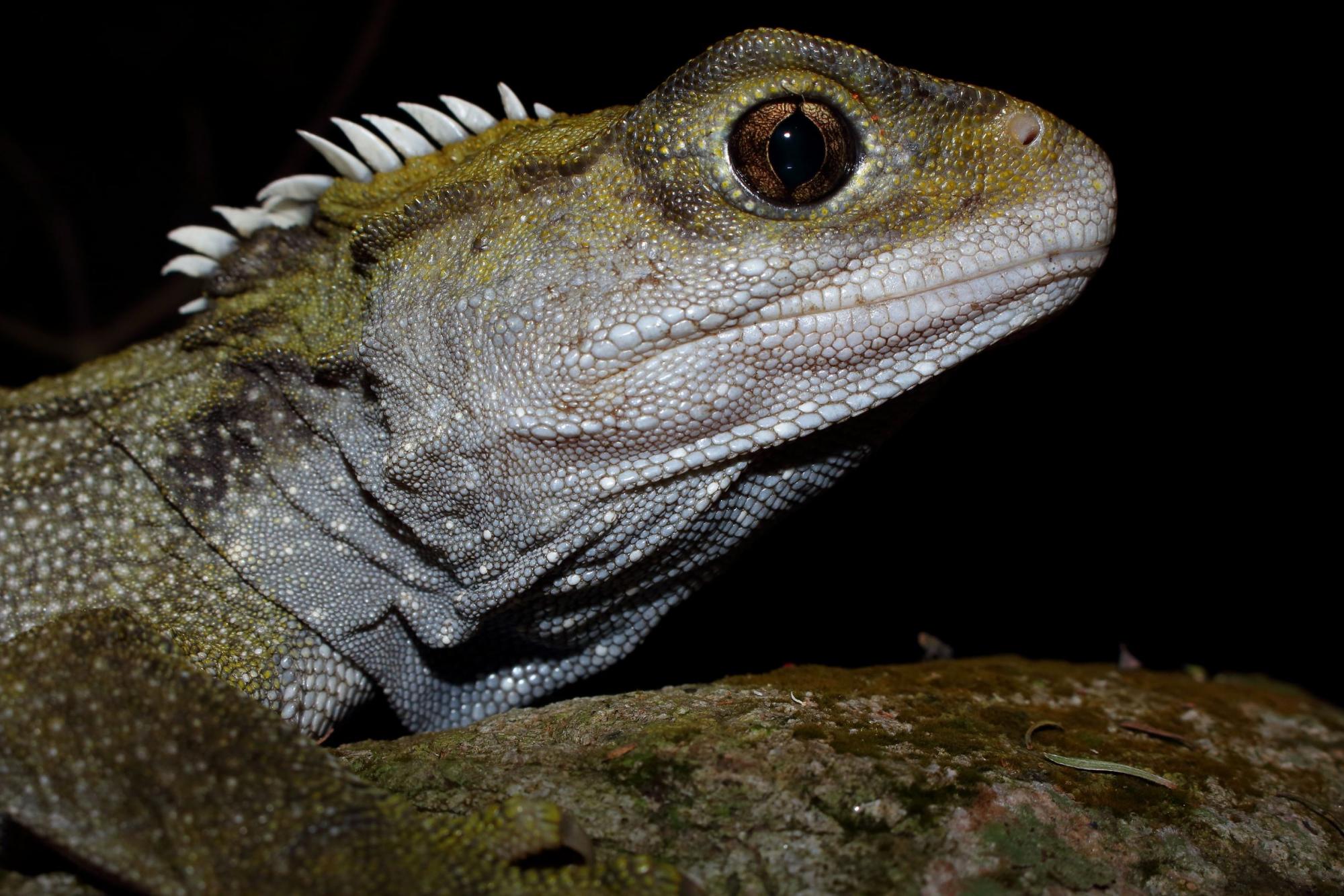 Sphenodon punctatus | NZHS