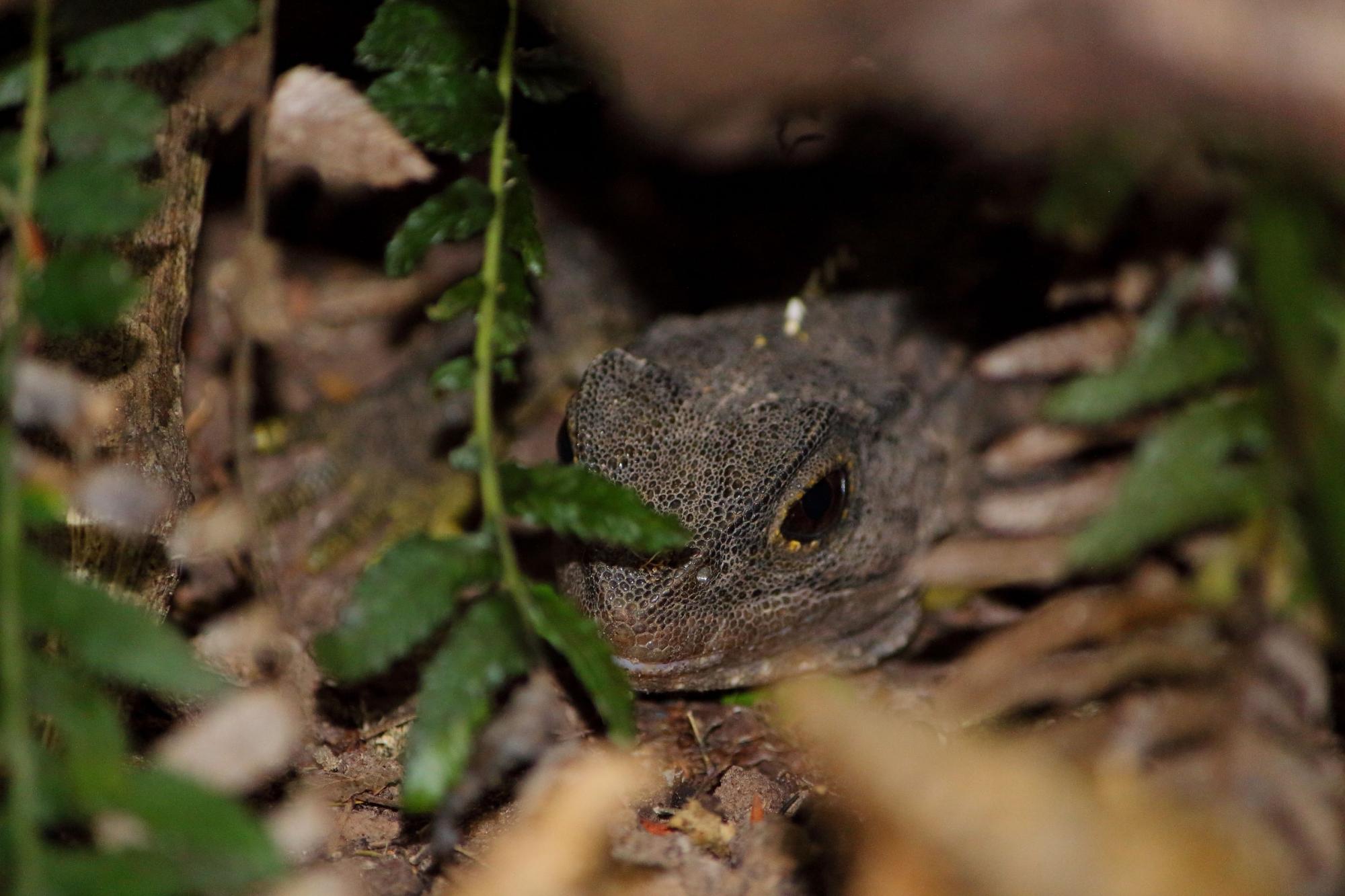 Sphenodon punctatus | NZHS
