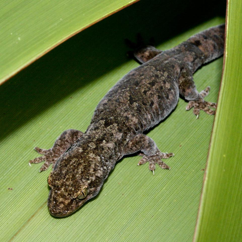 Woodworthia cf. brunnea | NZHS