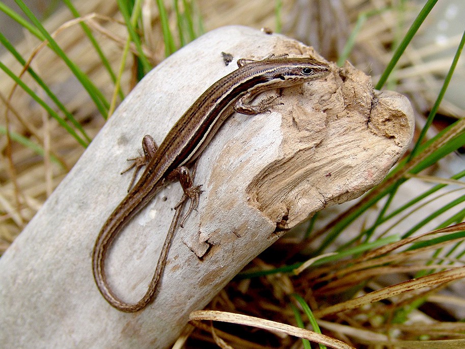 Oligosoma moco | NZHS