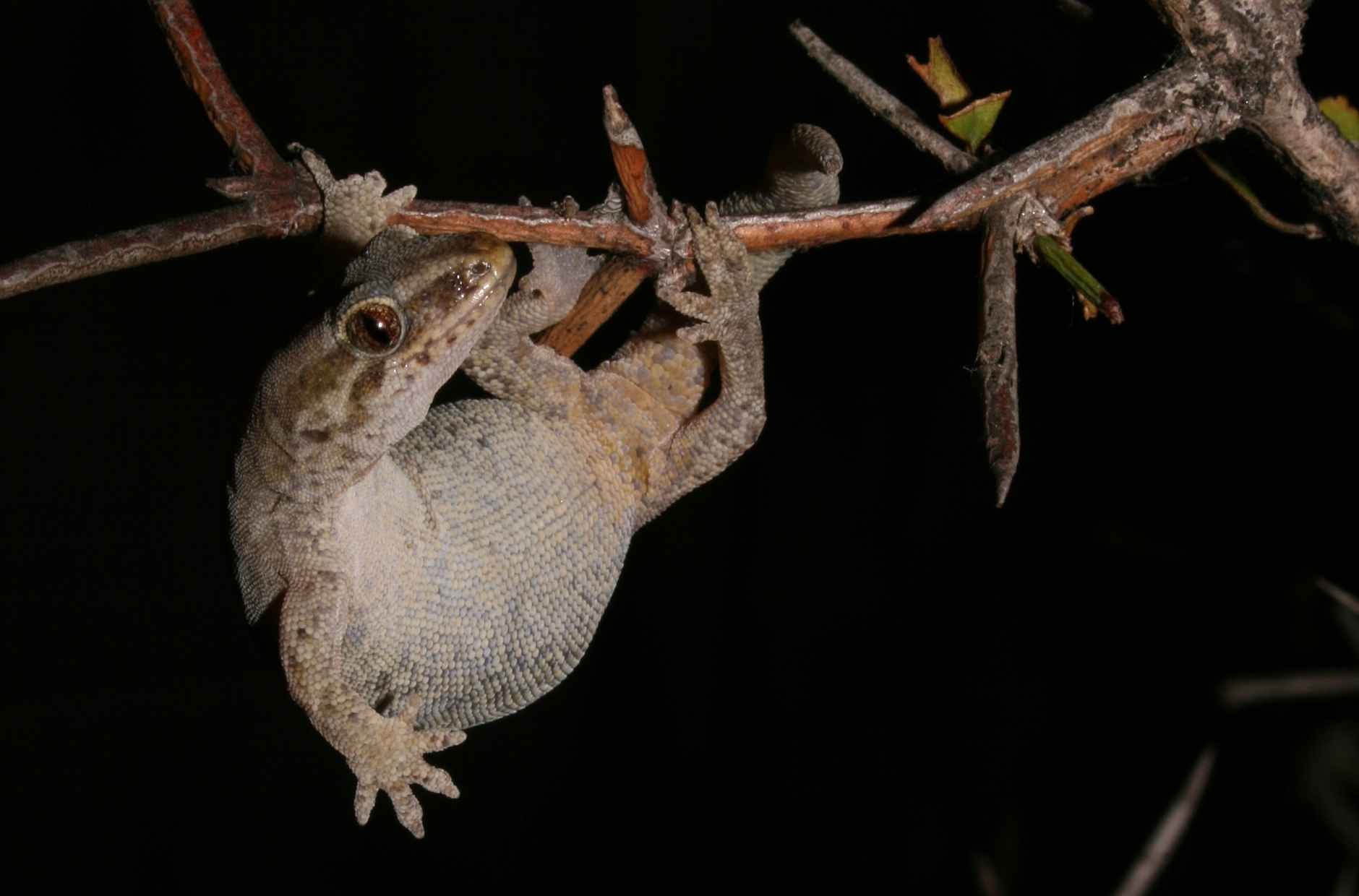 Woodworthia "pygmy" | NZHS