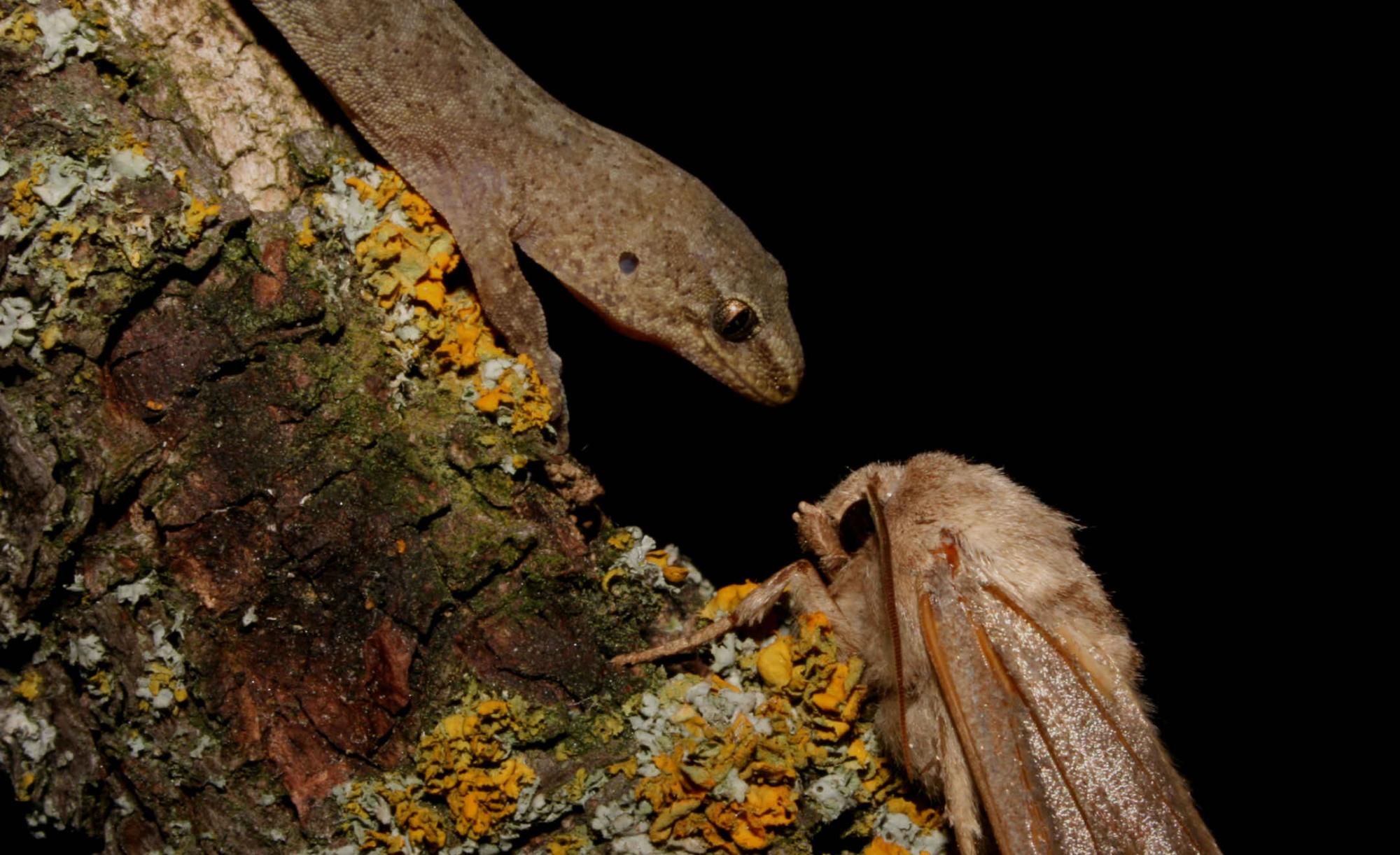 Woodworthia "pygmy" | NZHS