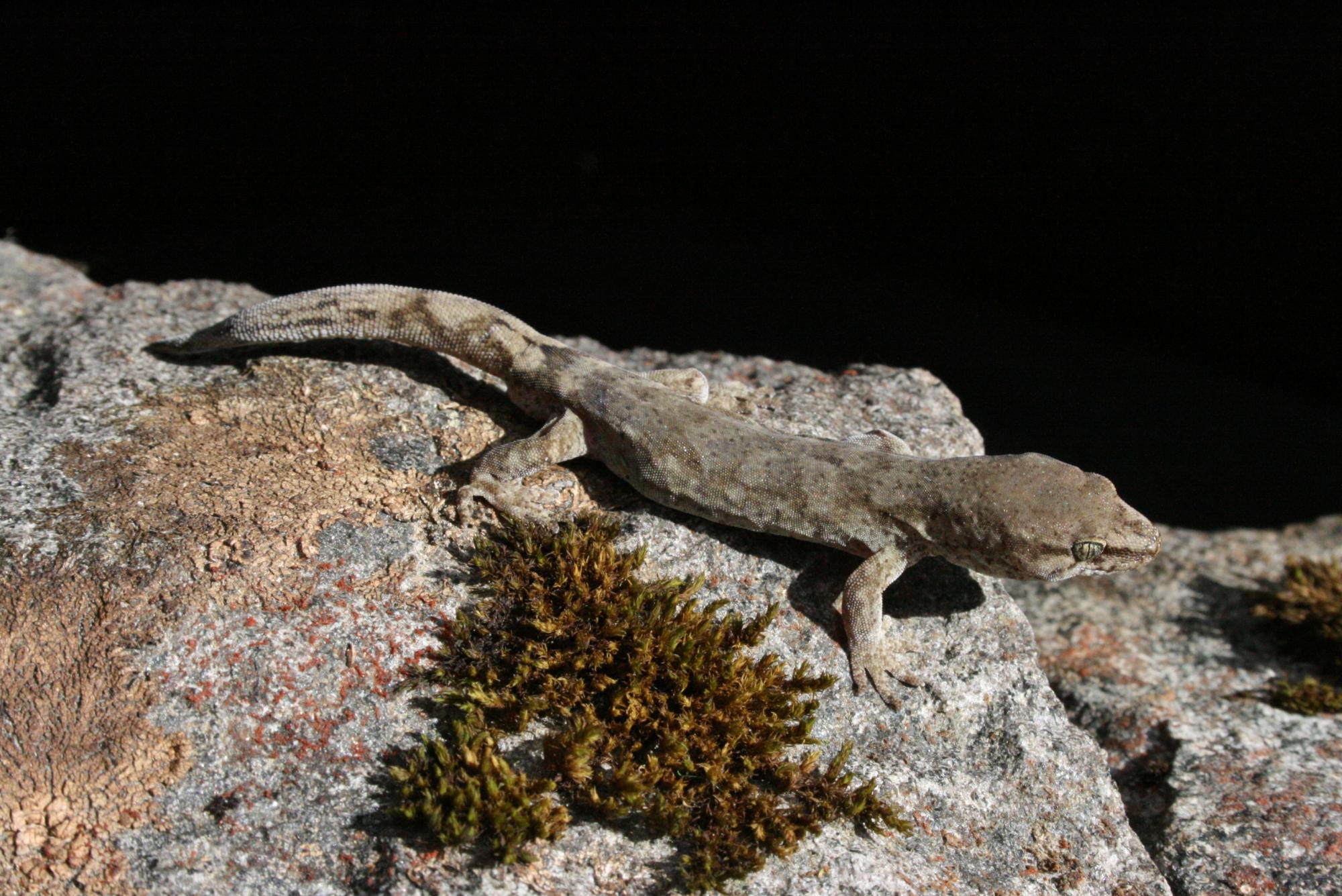 Woodworthia "pygmy" | NZHS