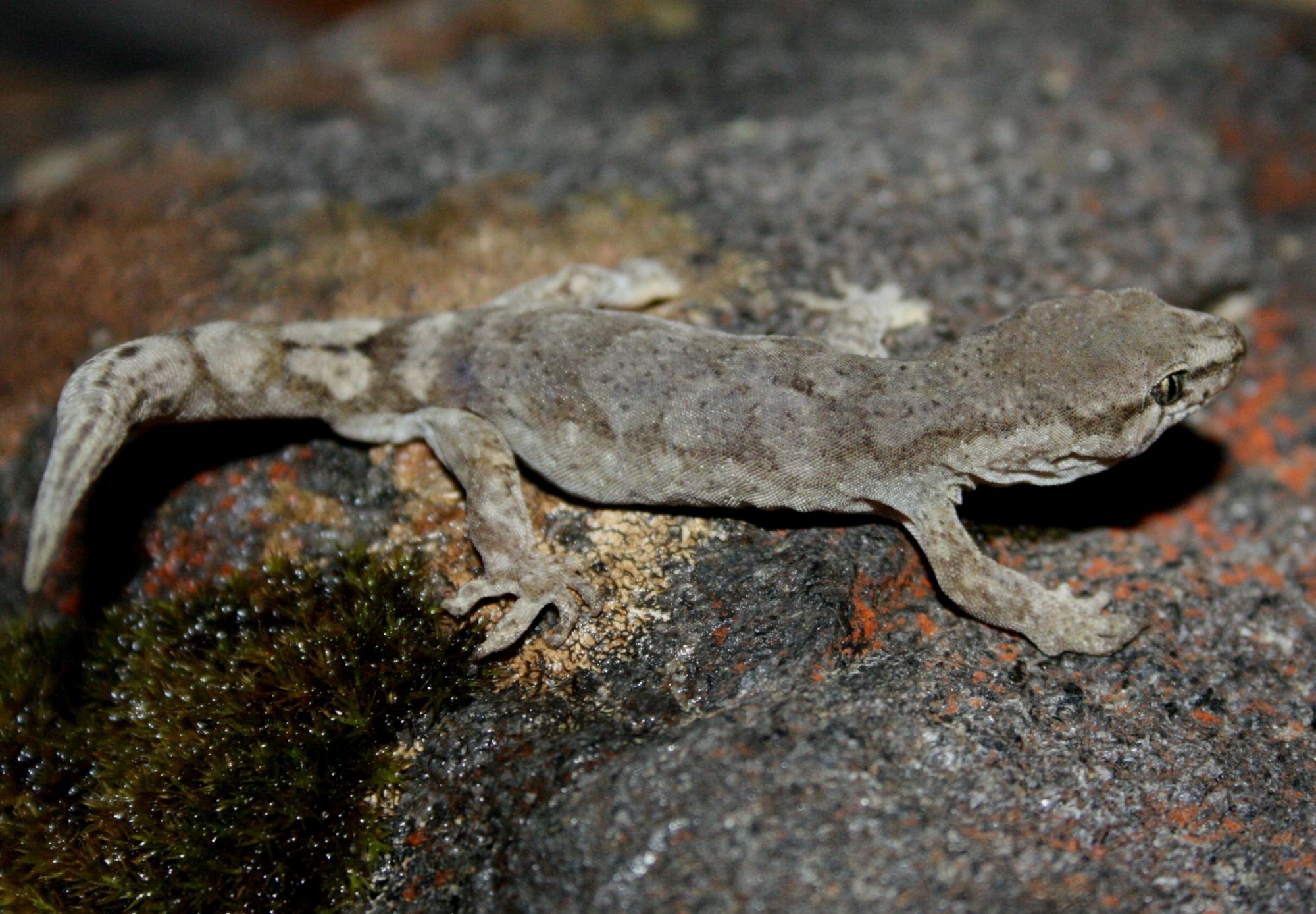 Woodworthia "pygmy" | NZHS