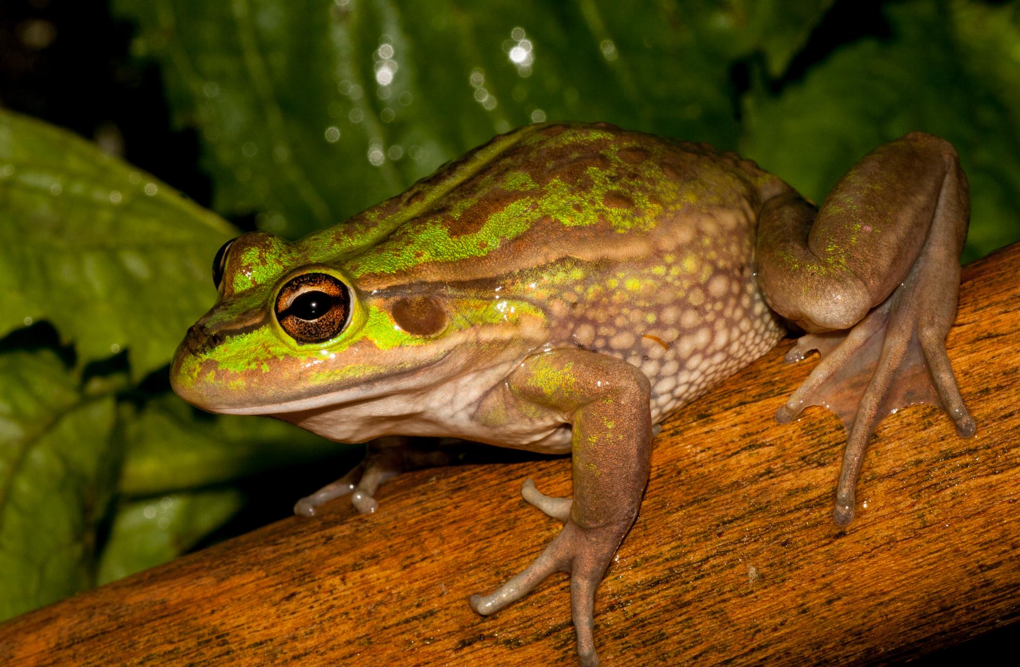 Ranoidea raniformis | NZHS