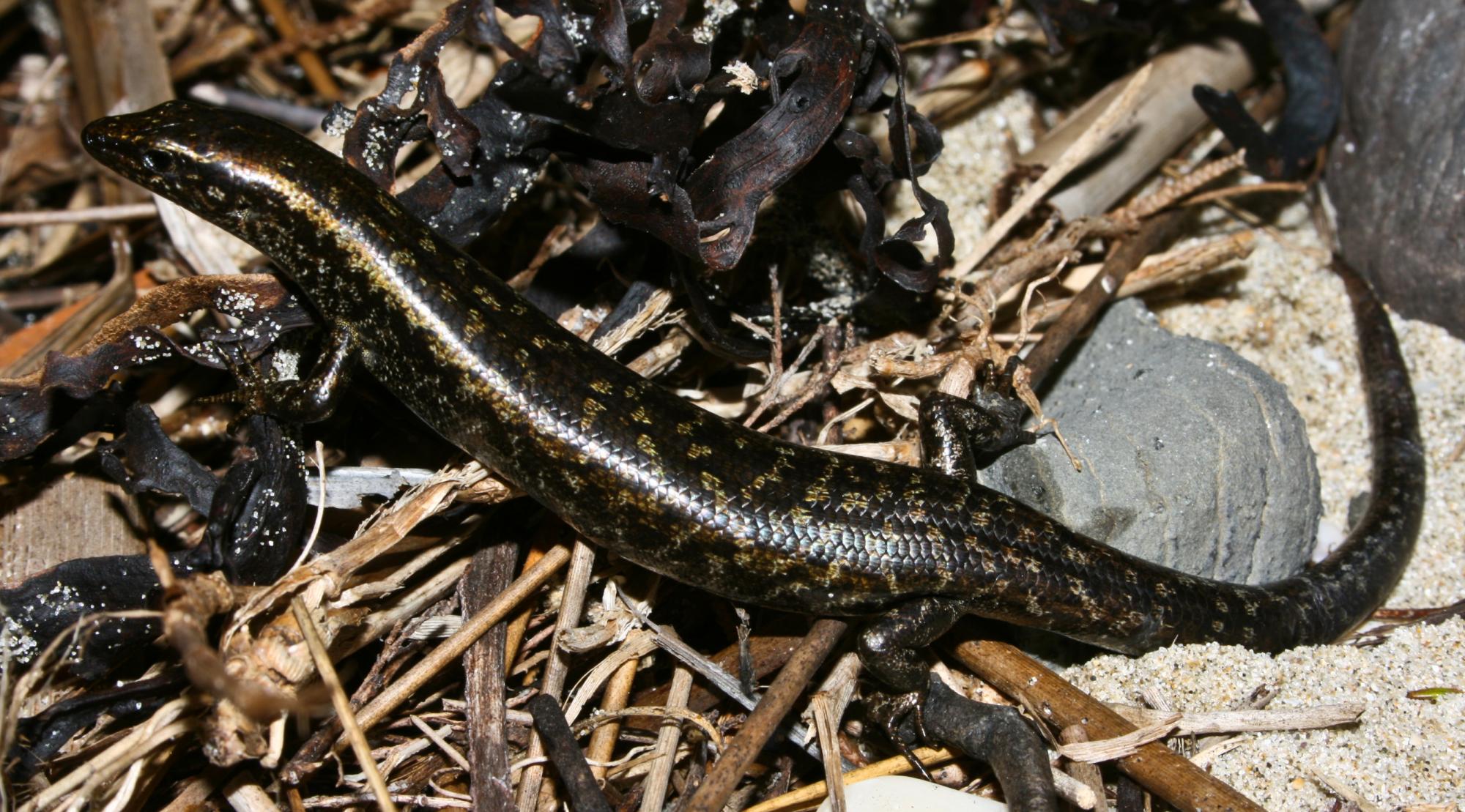 Oligosoma "Three Kings, Te Paki, Western Northland" | NZHS