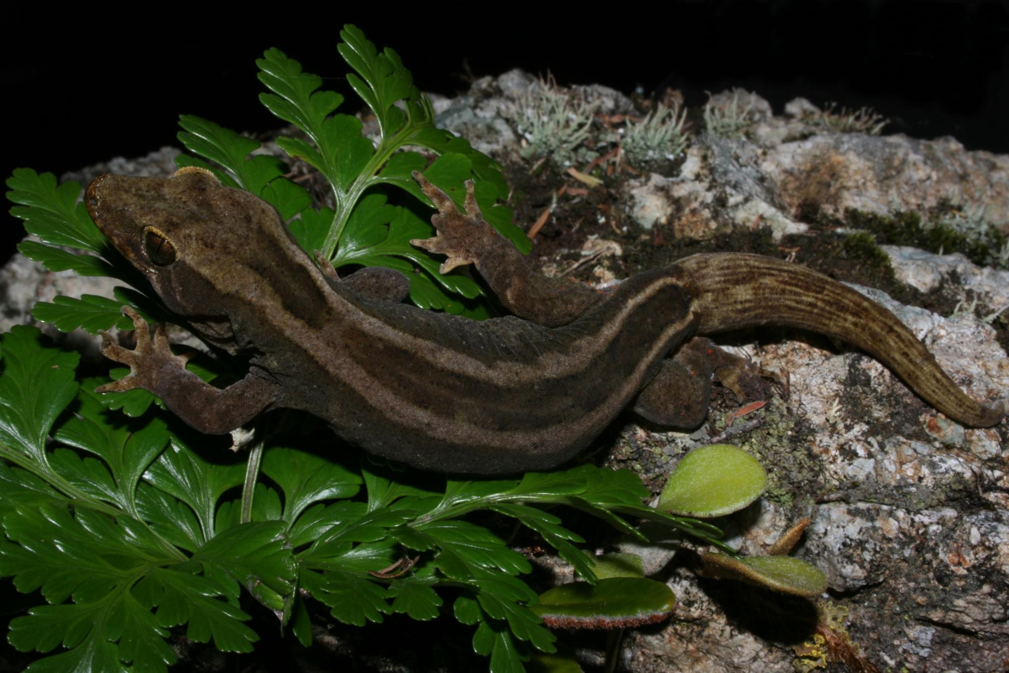 Dactylocnemis "Three Kings" | NZHS