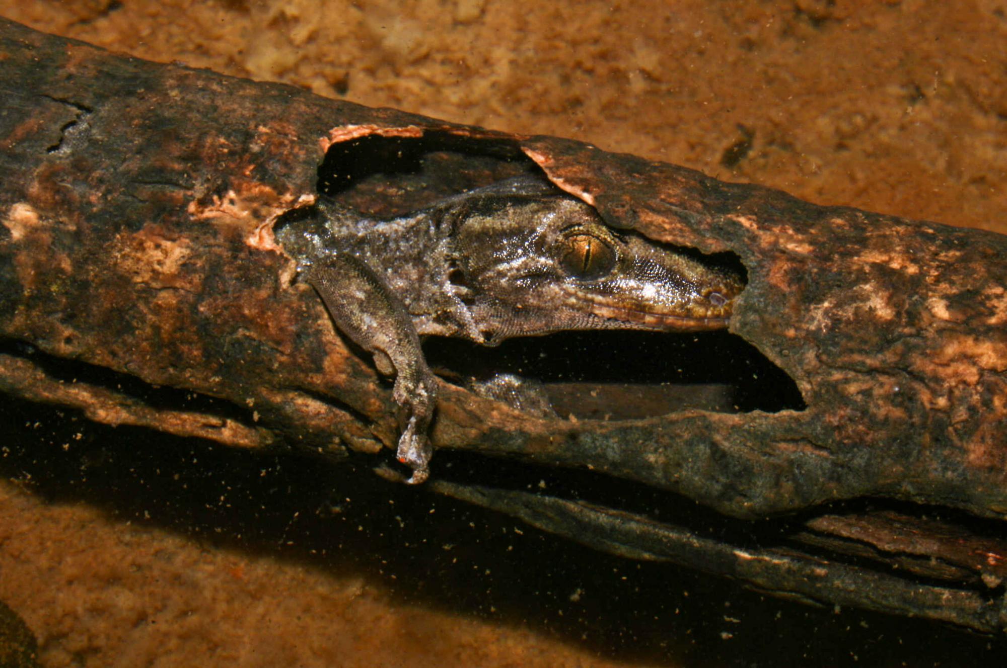 Dactylocnemis "Three Kings" | NZHS