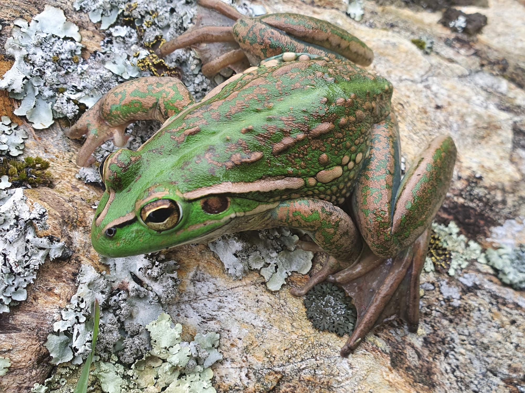 Ranoidea raniformis | NZHS
