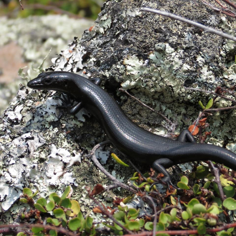 Oligosoma smithi | NZHS