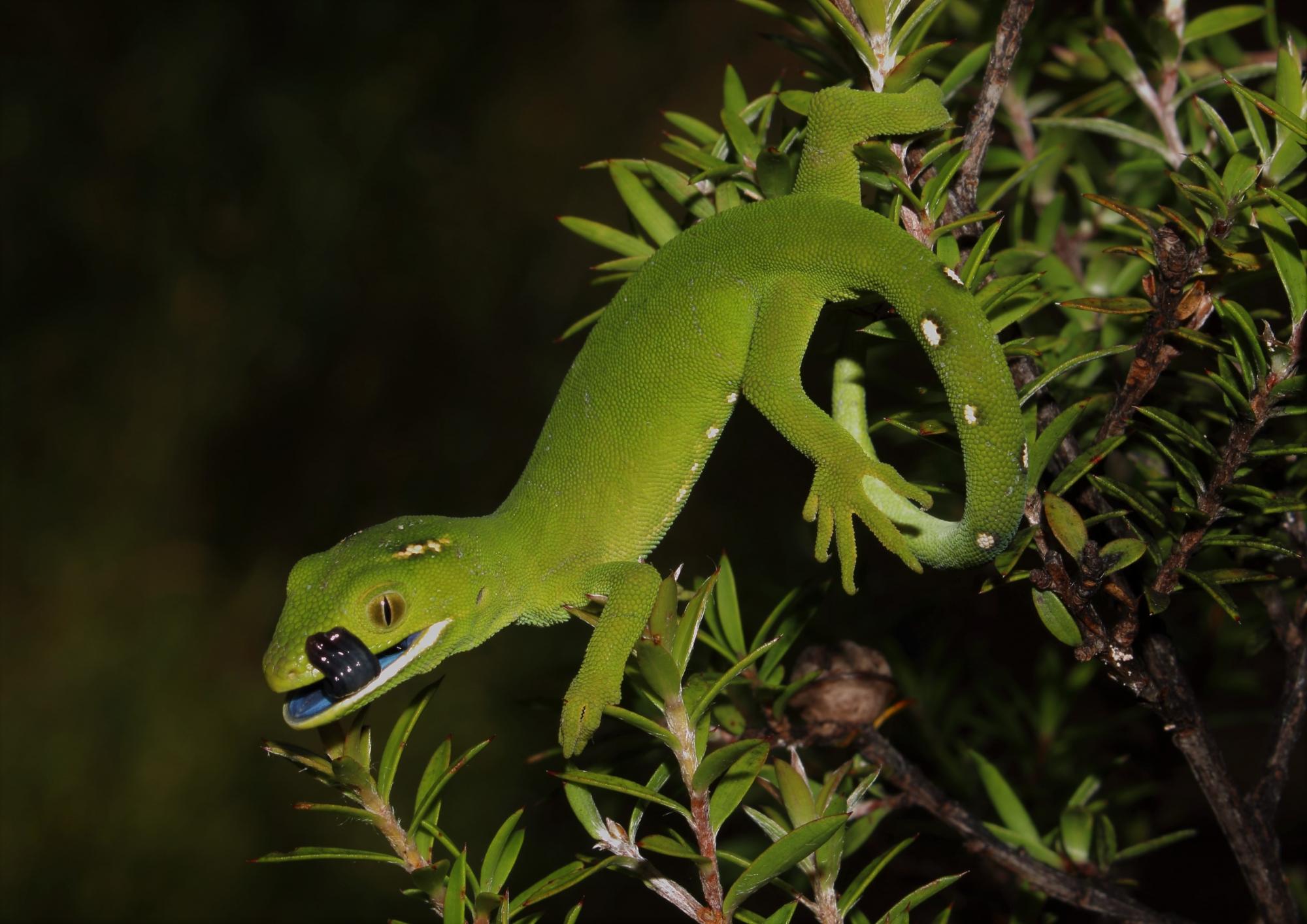 Naultinus elegans | NZHS