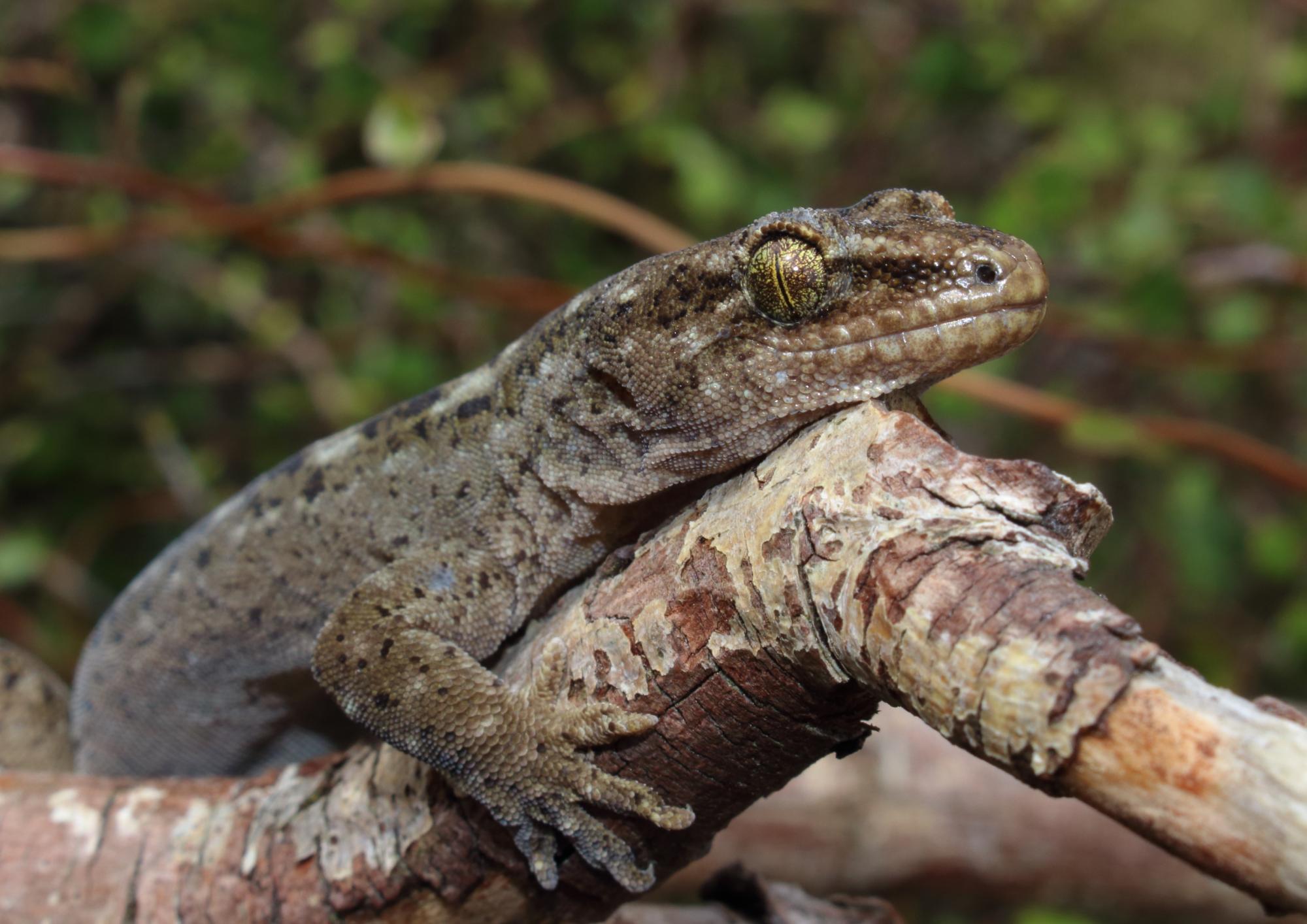 Woodworthia cf. brunnea | NZHS