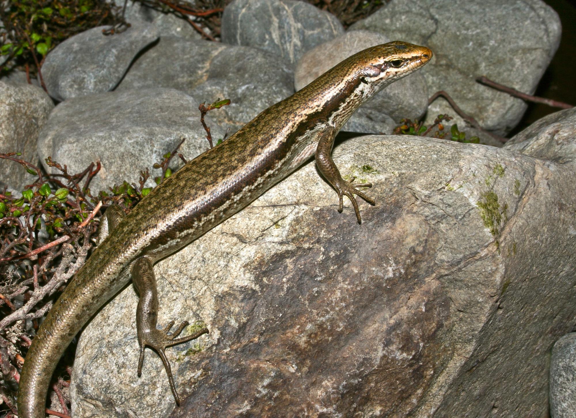Oligosoma aff. longipes "southern" | NZHS