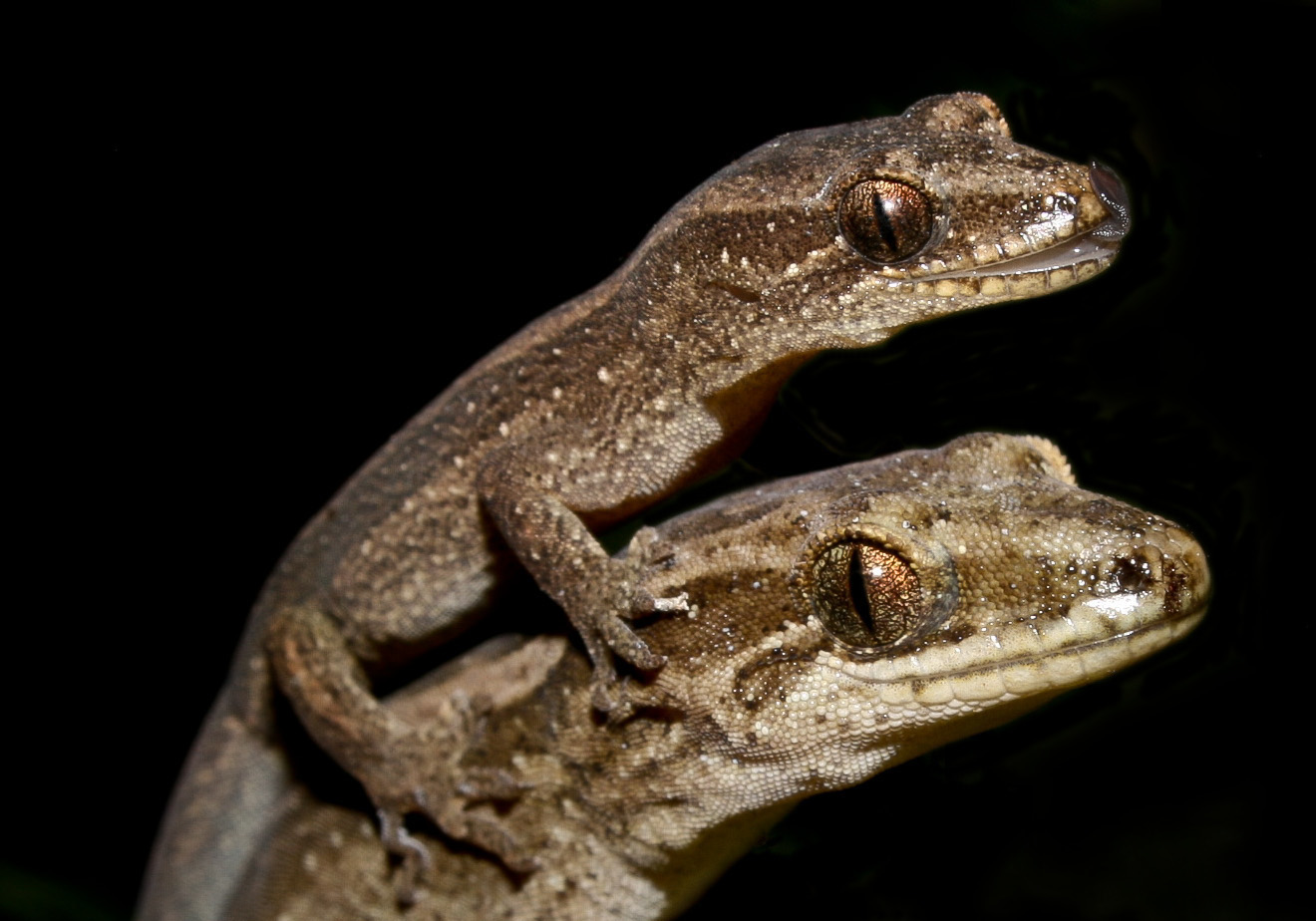 Dactylocnemis "Matapia Island" | NZHS