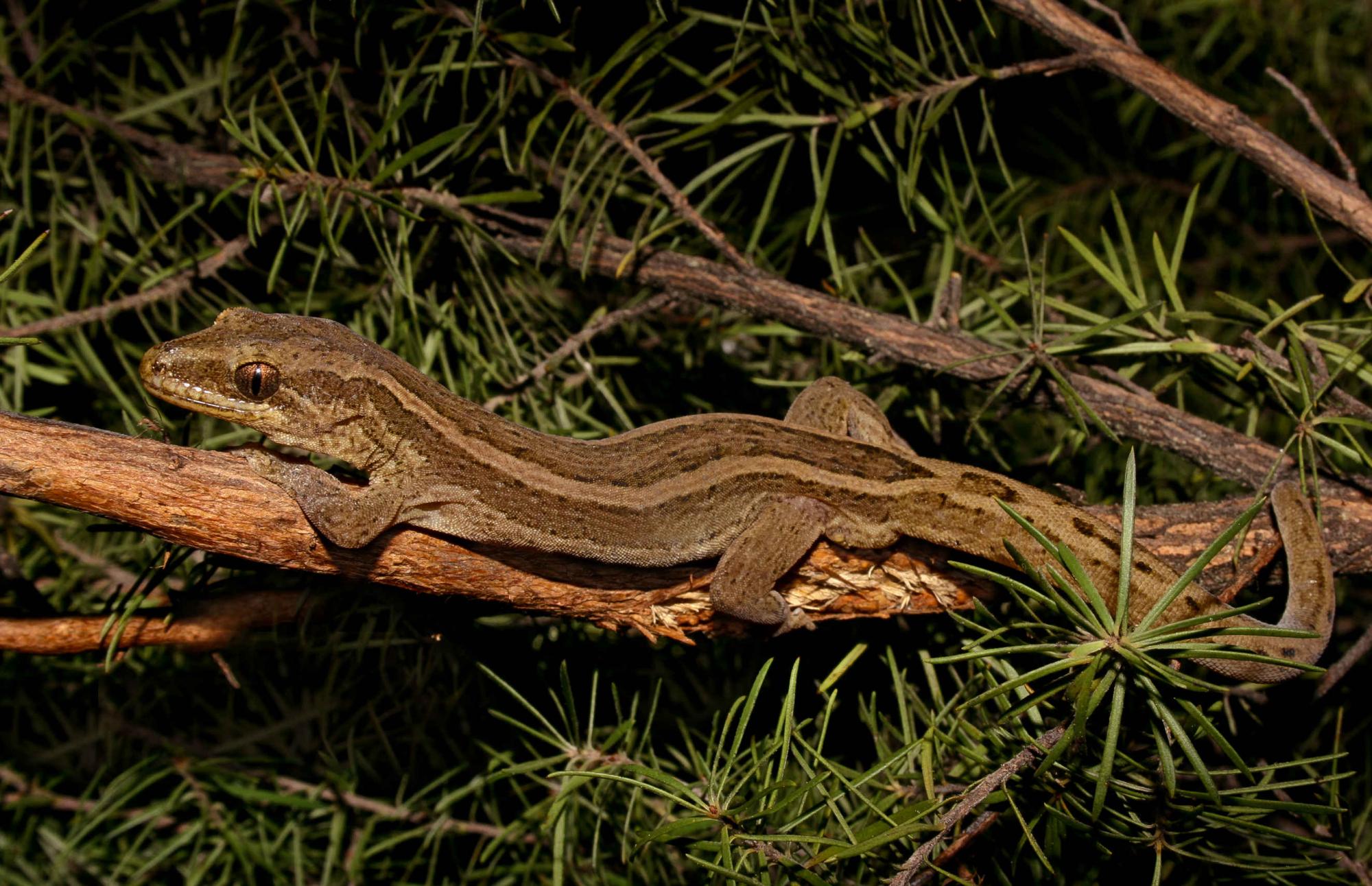 Dactylocnemis "Matapia Island" | NZHS