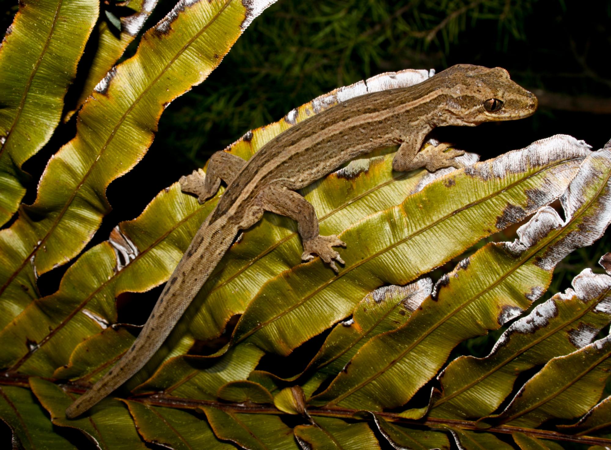 Dactylocnemis "Matapia Island" | NZHS