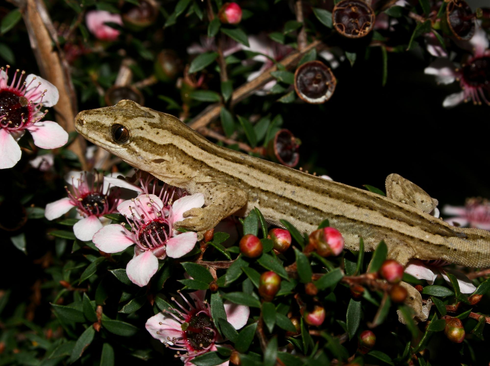 Dactylocnemis "Matapia Island" | NZHS