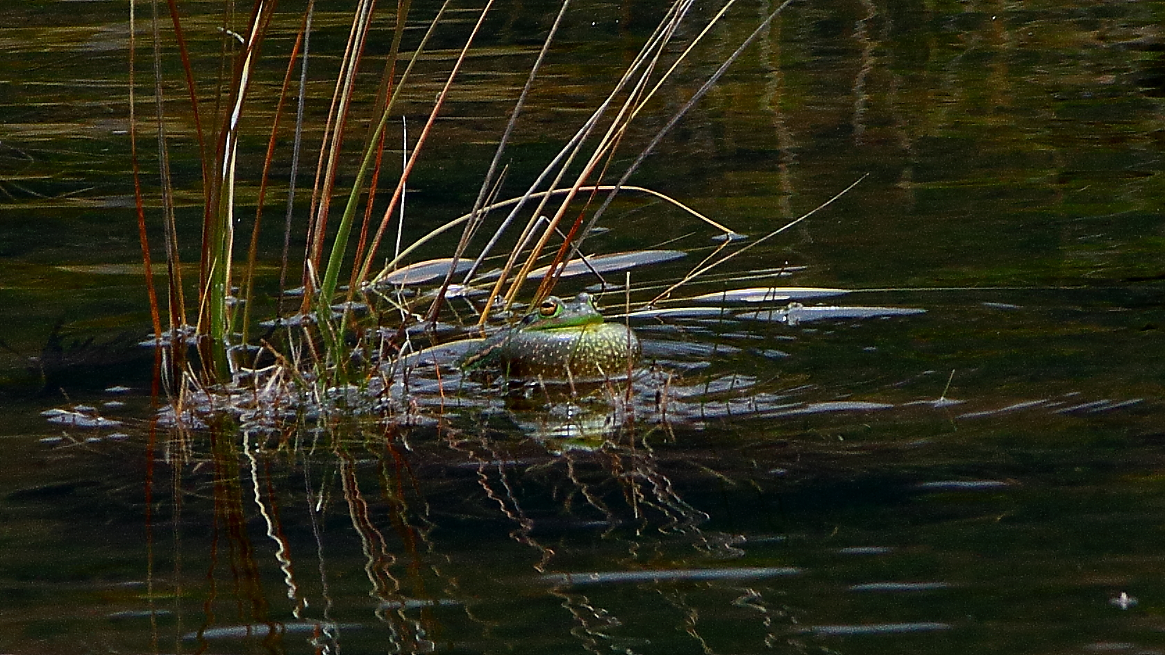 Ranoidea raniformis | NZHS