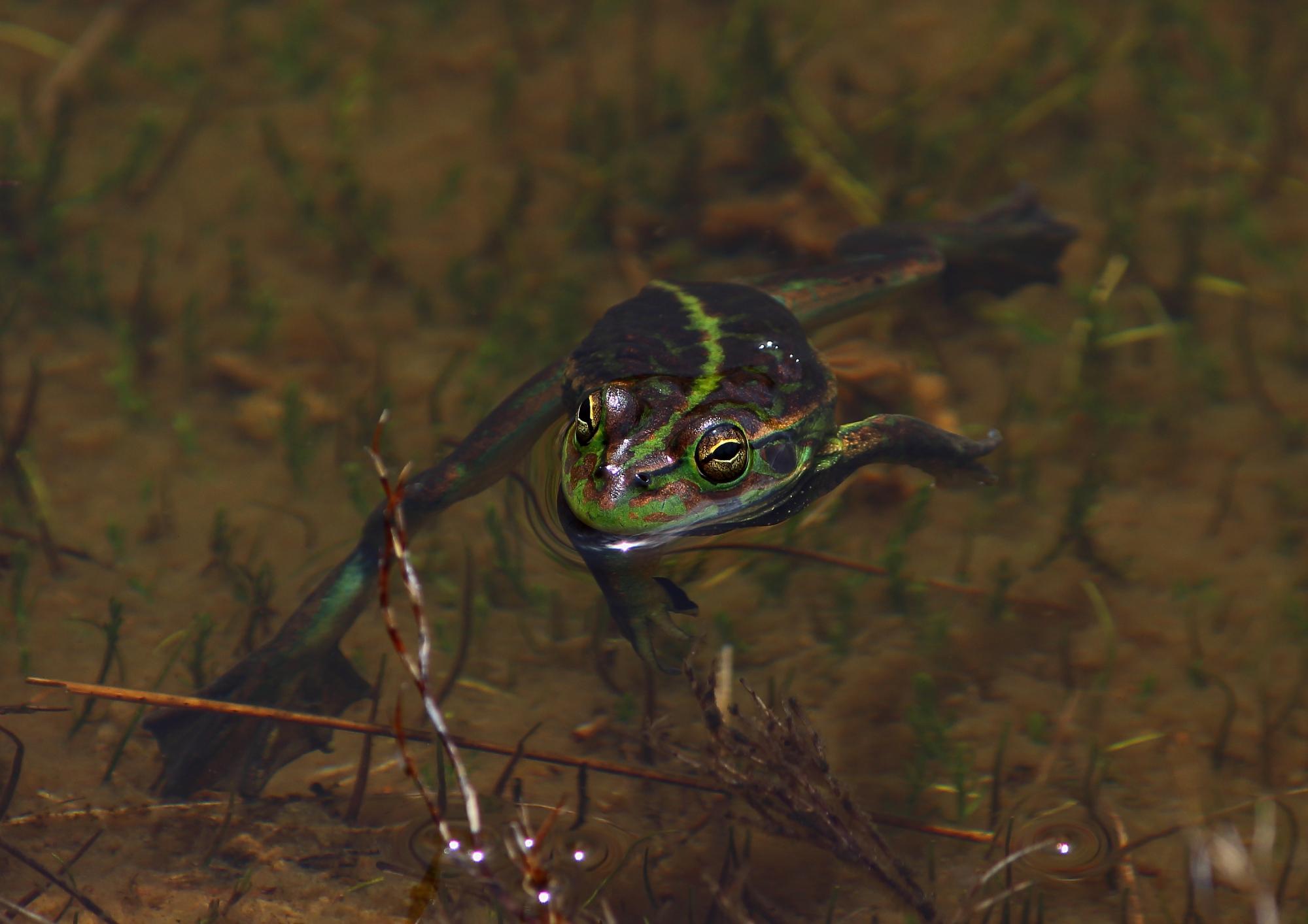 Ranoidea raniformis | NZHS