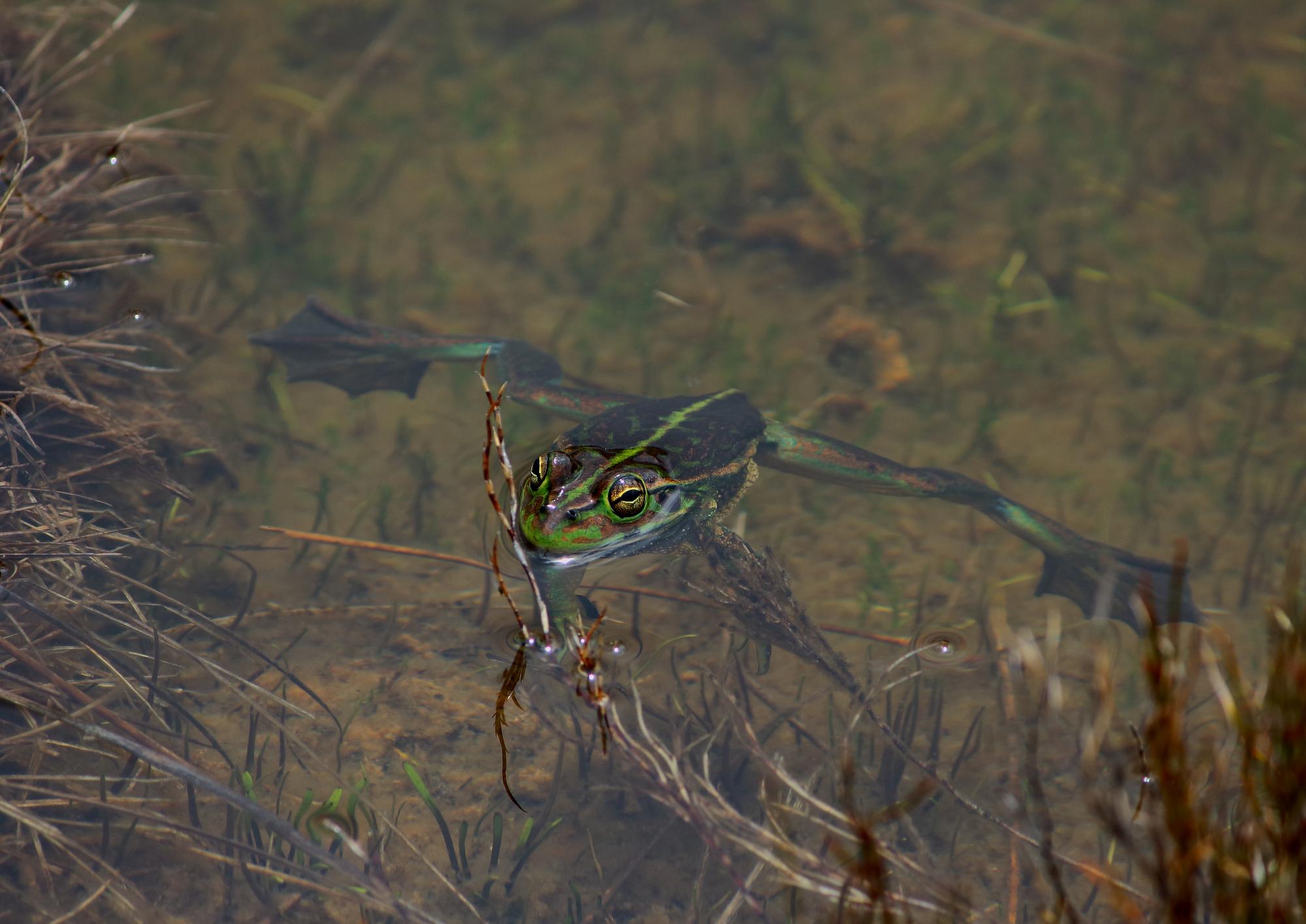 Ranoidea raniformis | NZHS