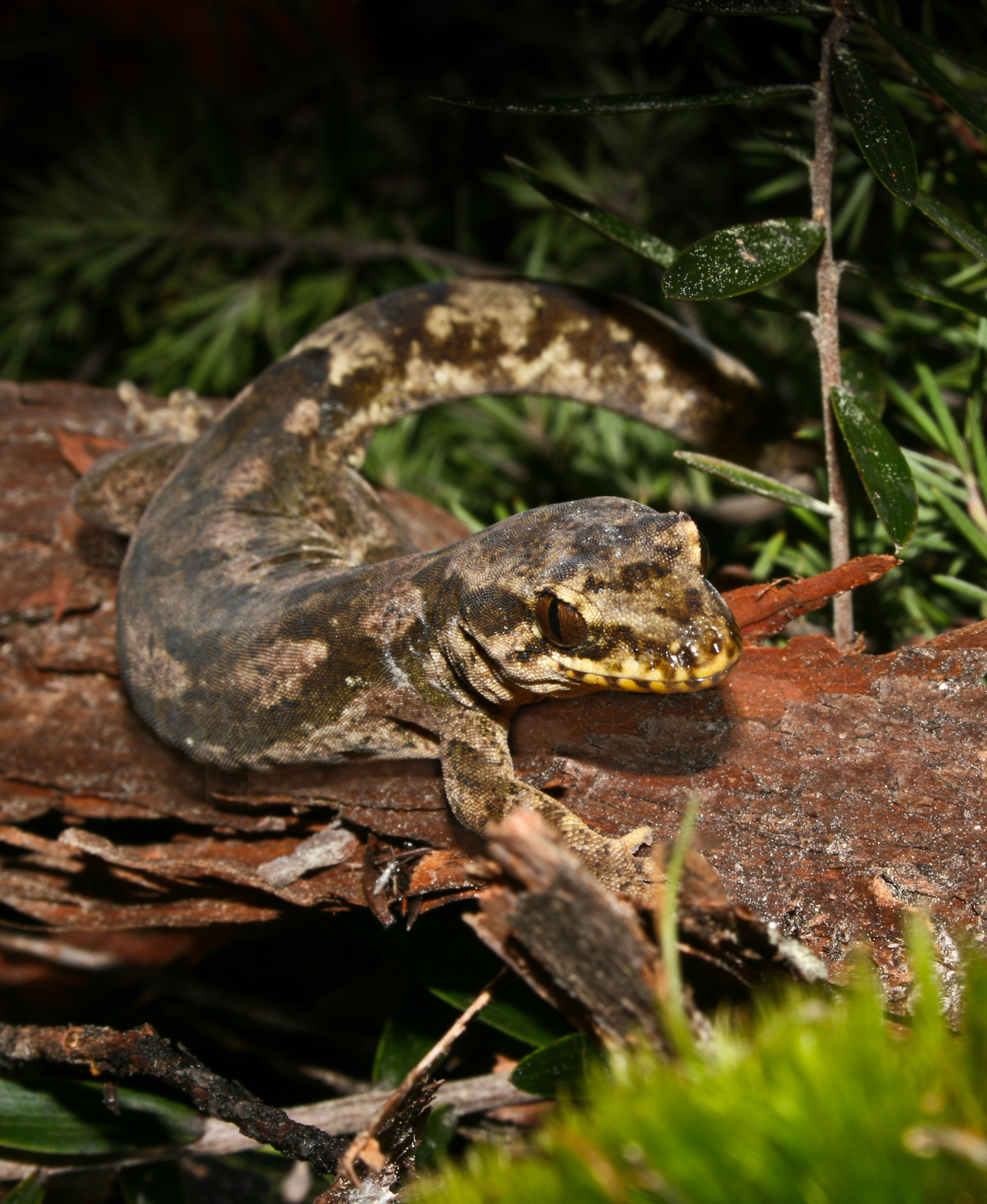 Dactylocnemis "North Cape" | NZHS
