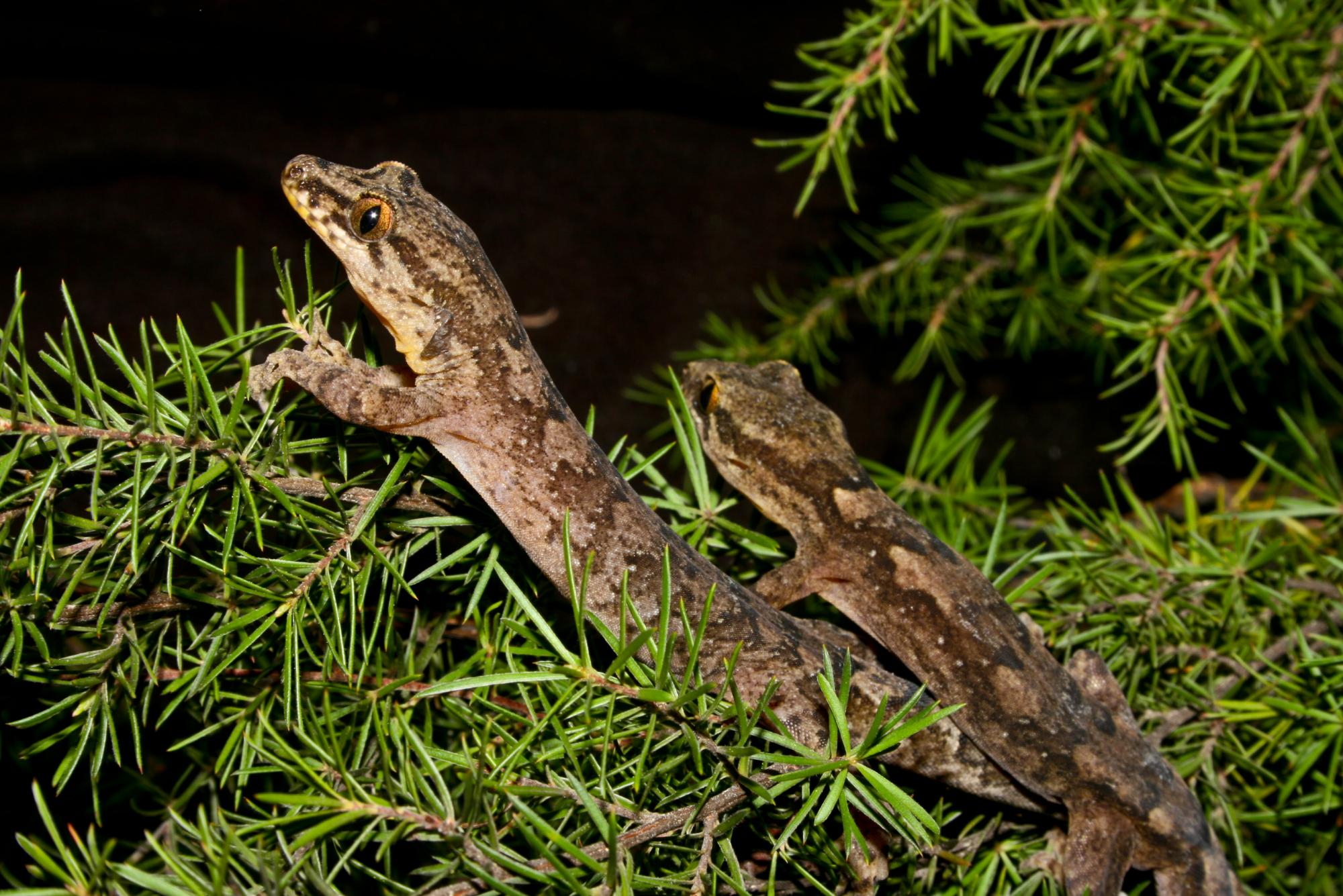 Dactylocnemis "North Cape" | NZHS