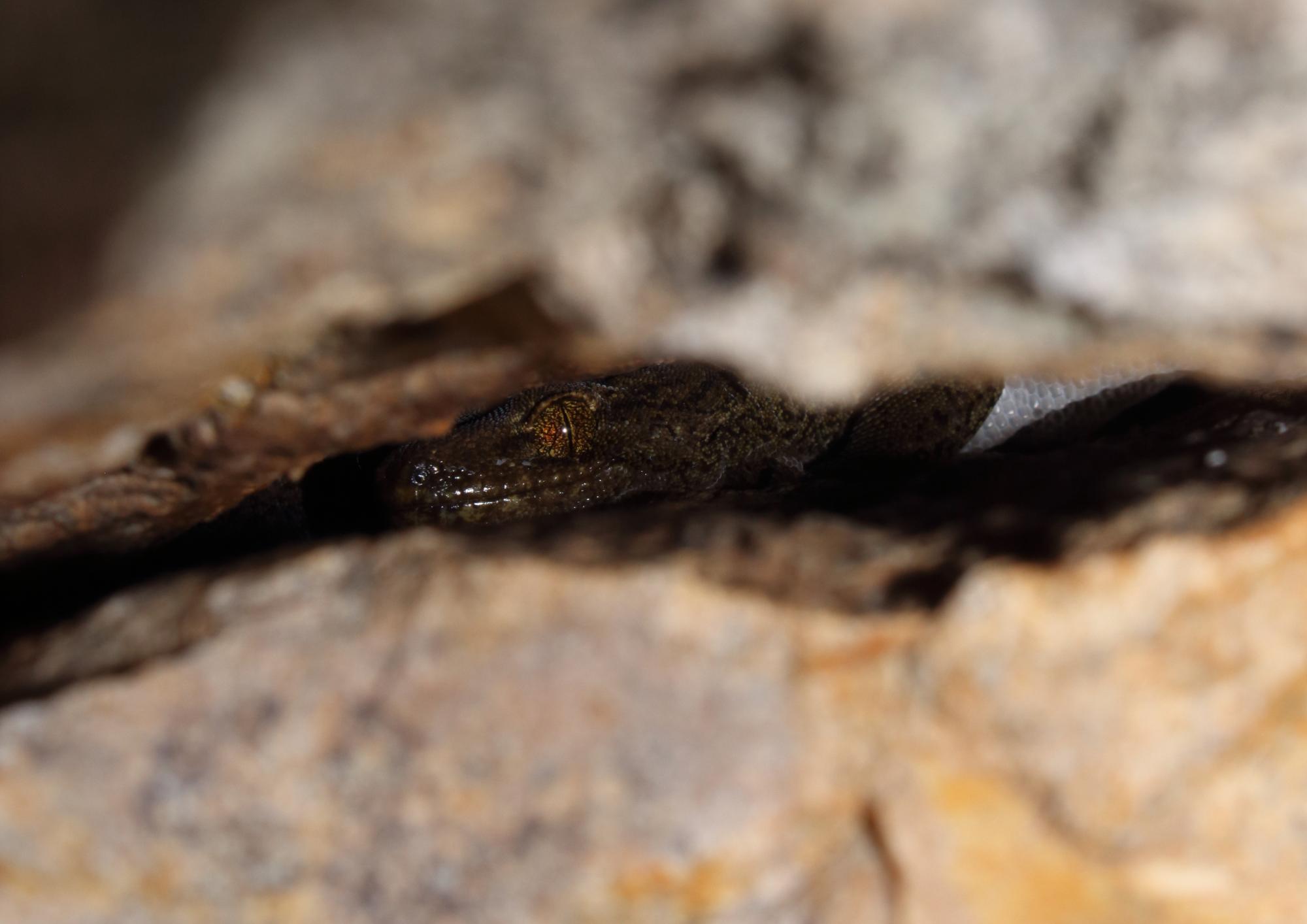 Woodworthia cf. brunnea | NZHS